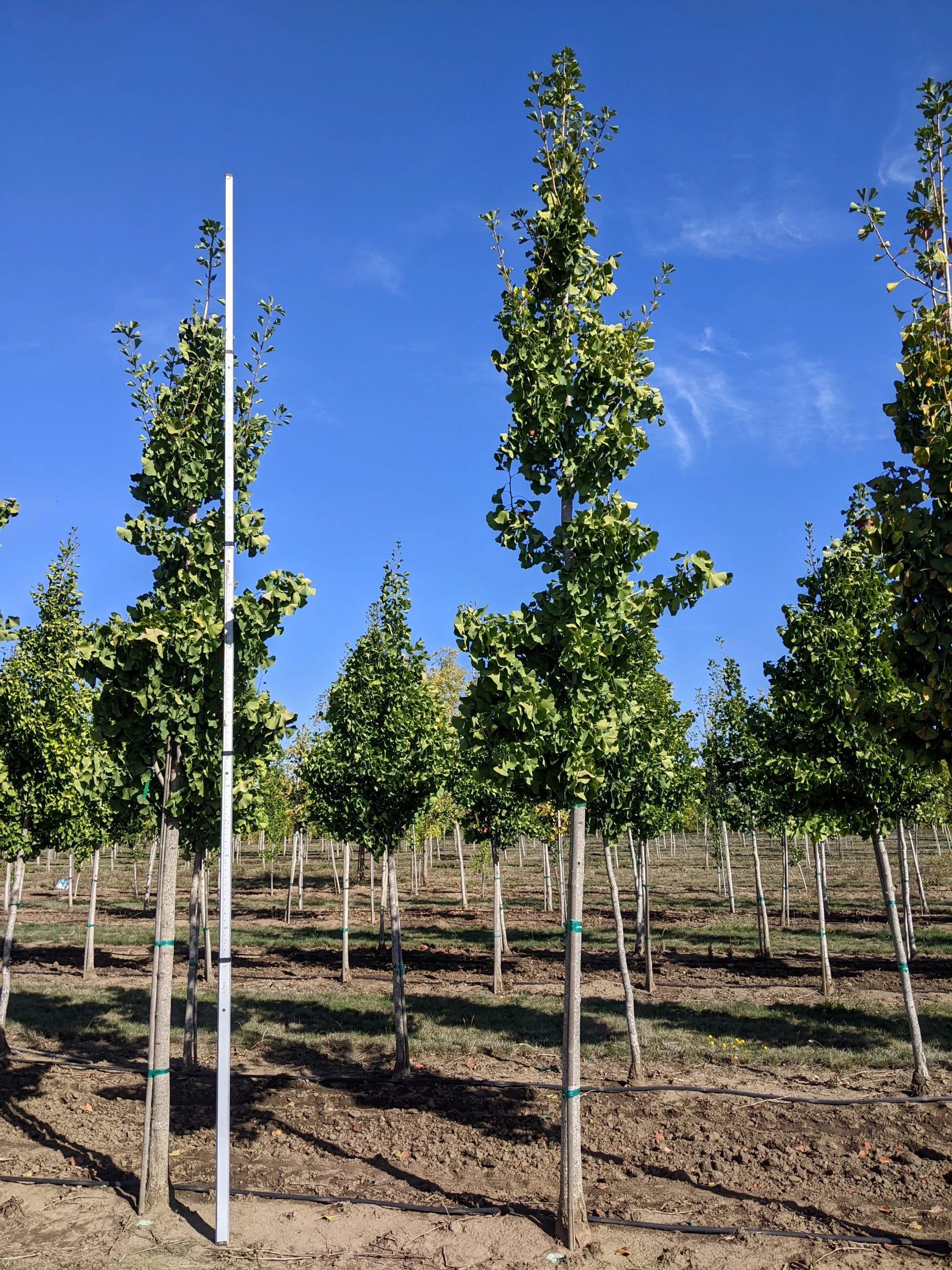 Princeton Sentry® Ginkgo | Ginkgo biloba 'PNI 2720' — Northwest Shade Trees