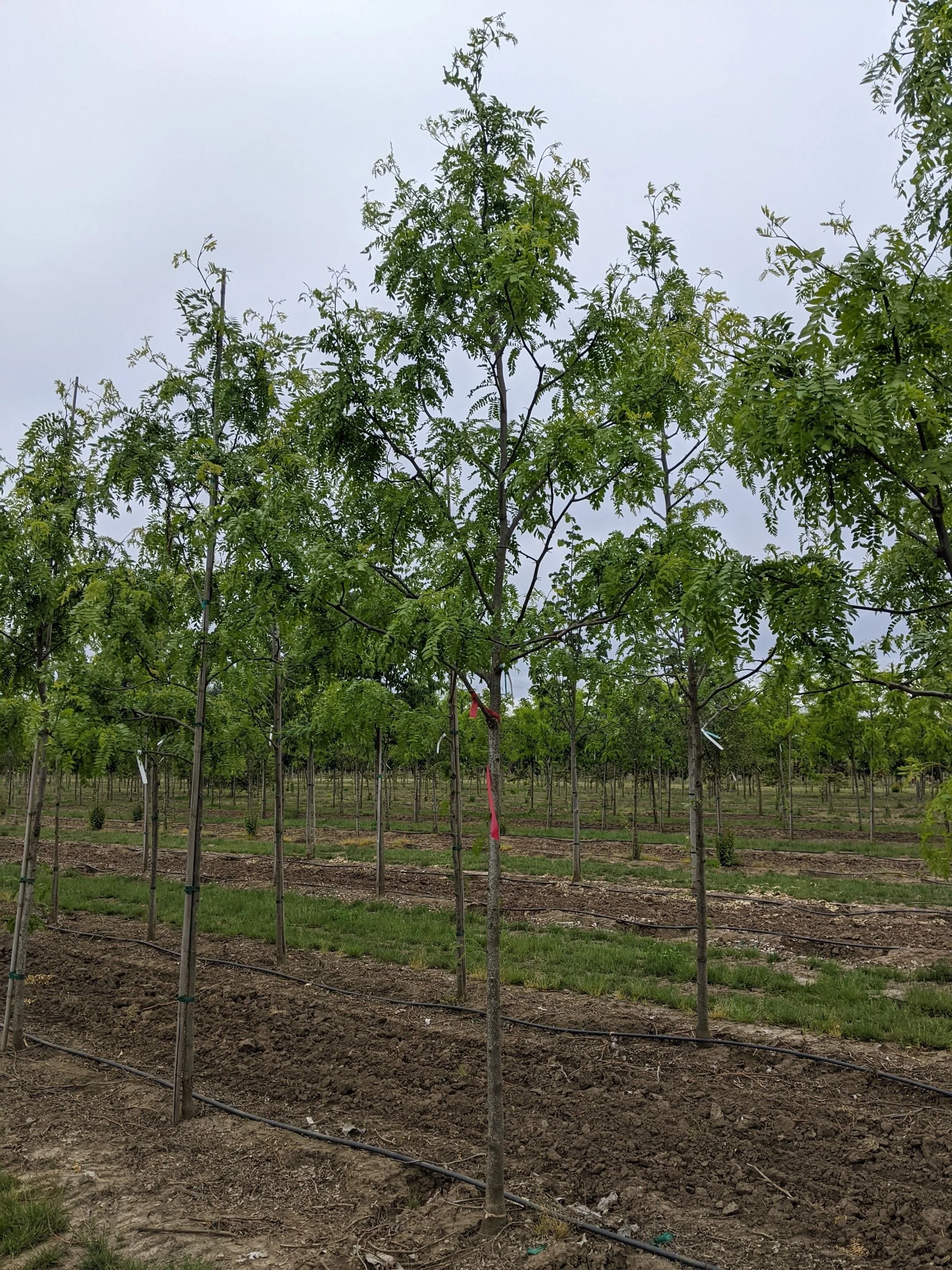 Skyline® Honeylocust | Gleditsia triacanthos 'Skycole' — Northwest ...