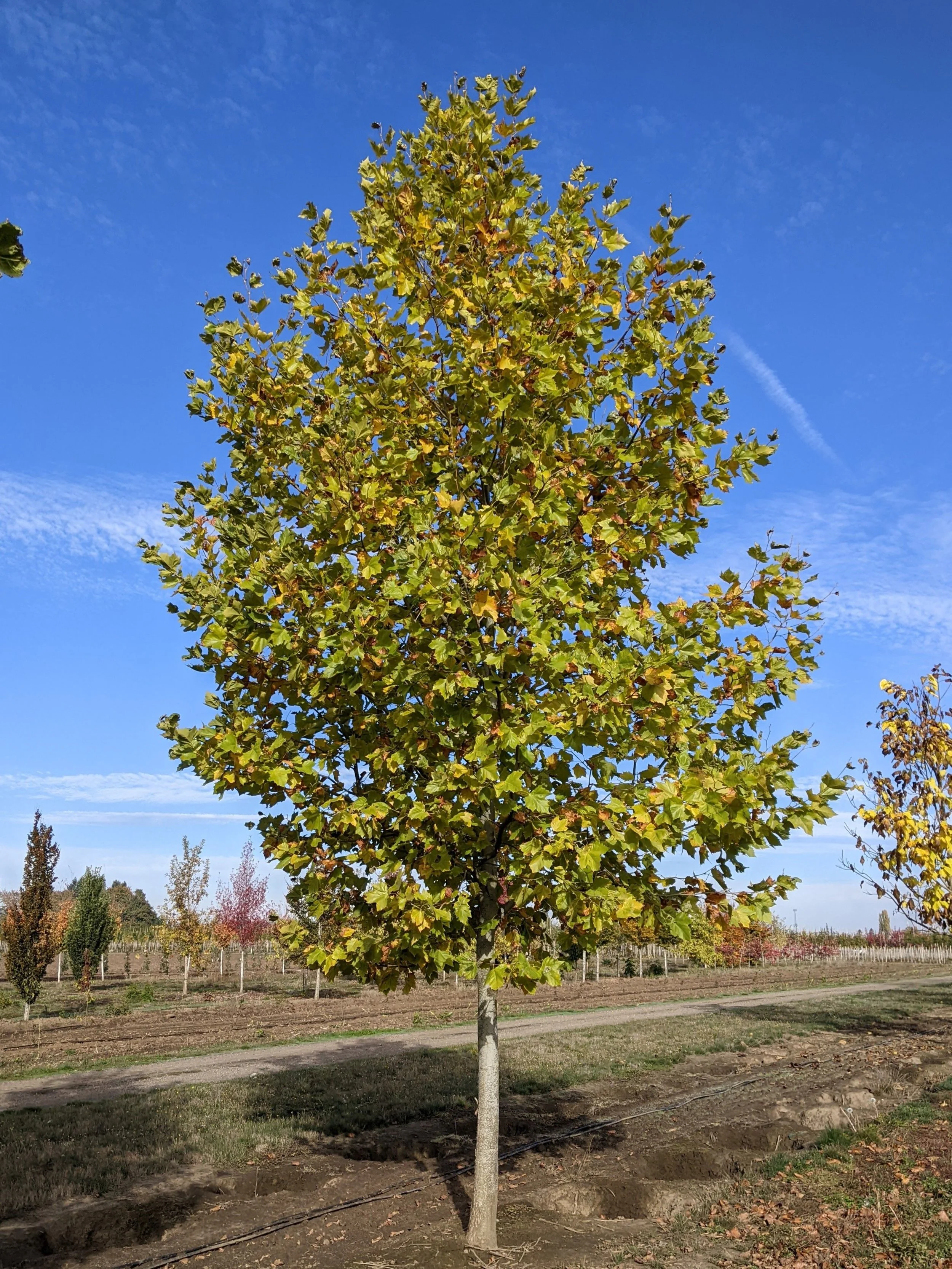Bloodgood London Planetree | Platanus x acerifolia 'Bloodgood ...