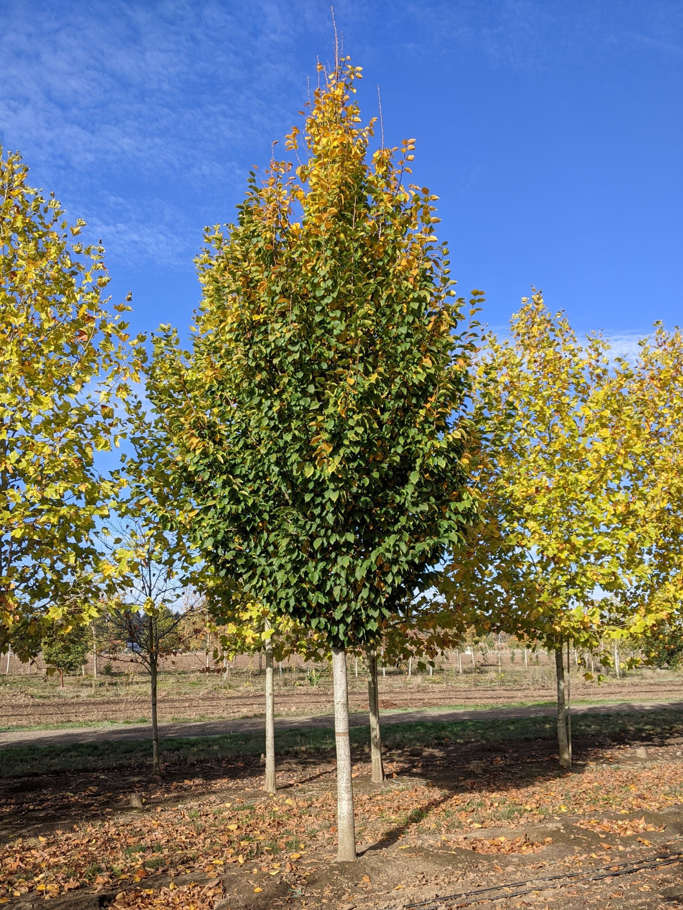 Carpinus betulus Emerald Avenue® | European Hornbeam 'JFS-KW1CB ...