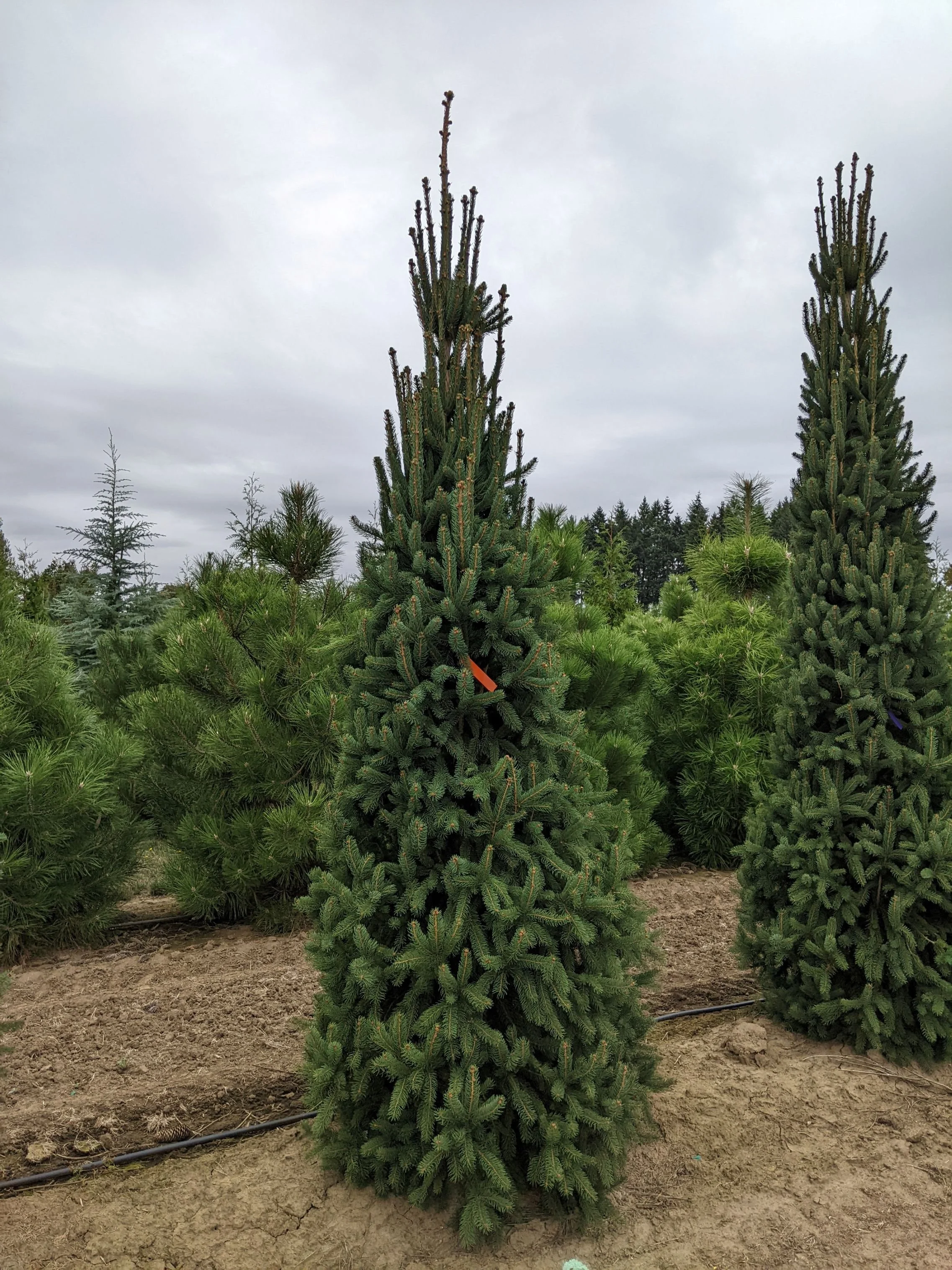 Columnar Norway Spruce | Picea abies 'Cupressina' — Northwest Shade Trees