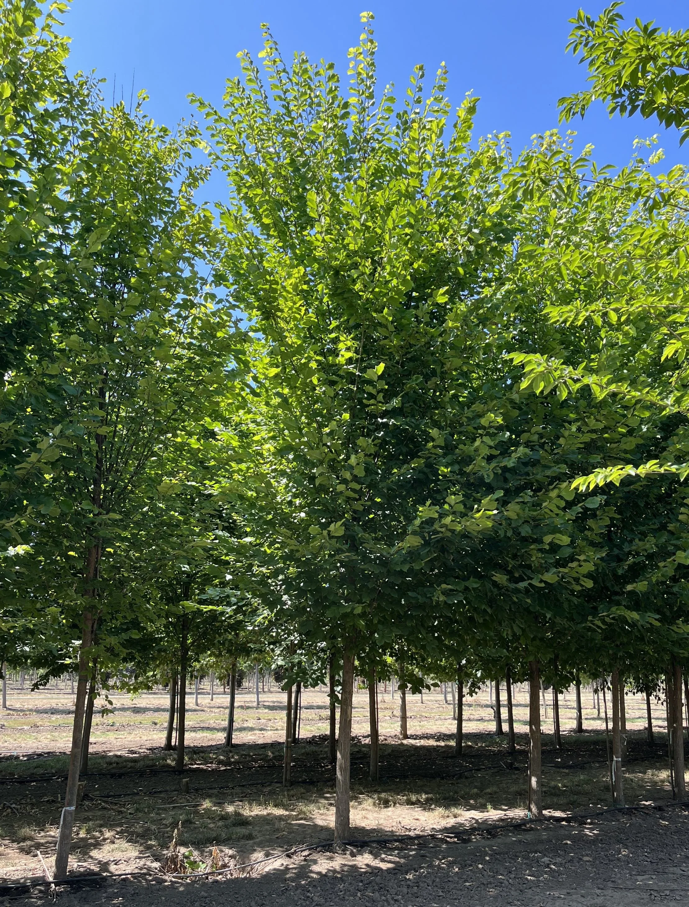 Princeton Elm | Ulmus americana 'Princeton' — Northwest Shade Trees