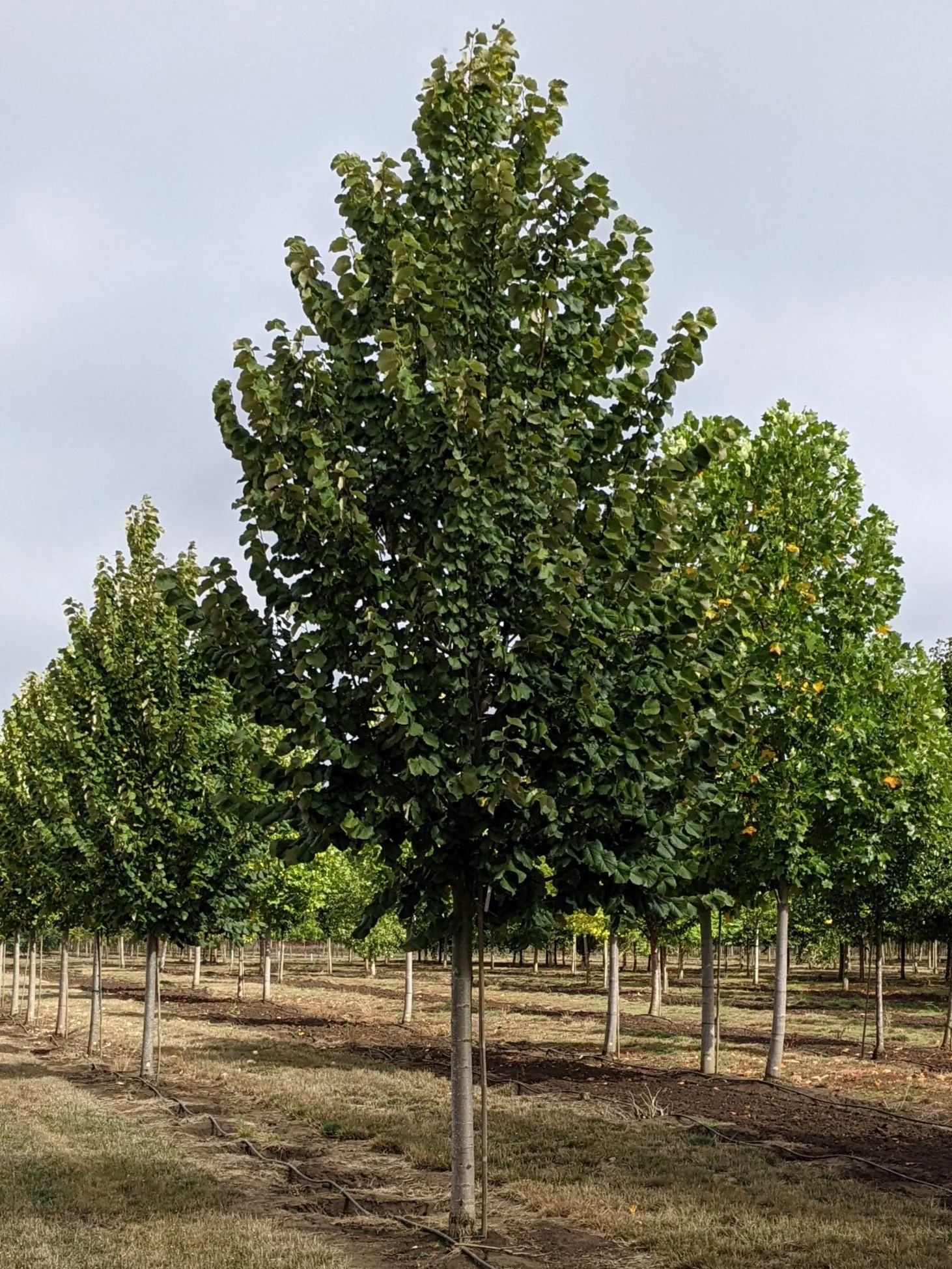 Tilia tomentosa Silver Lining | Silver Linden 'Szeleste' — Northwest ...