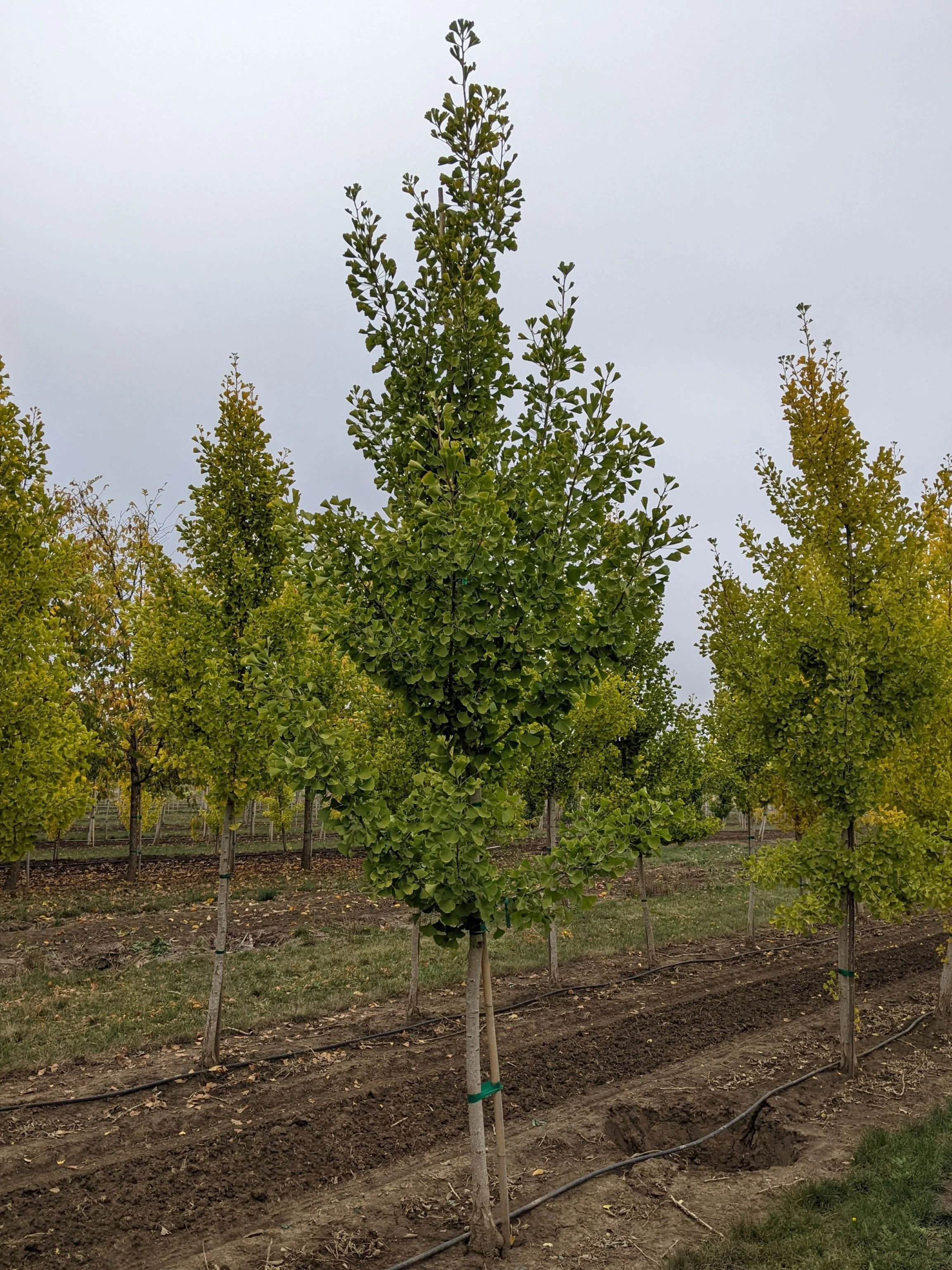 Autumn Gold Ginkgo | Ginkgo biloba 'Autumn Gold' — Northwest Shade Trees