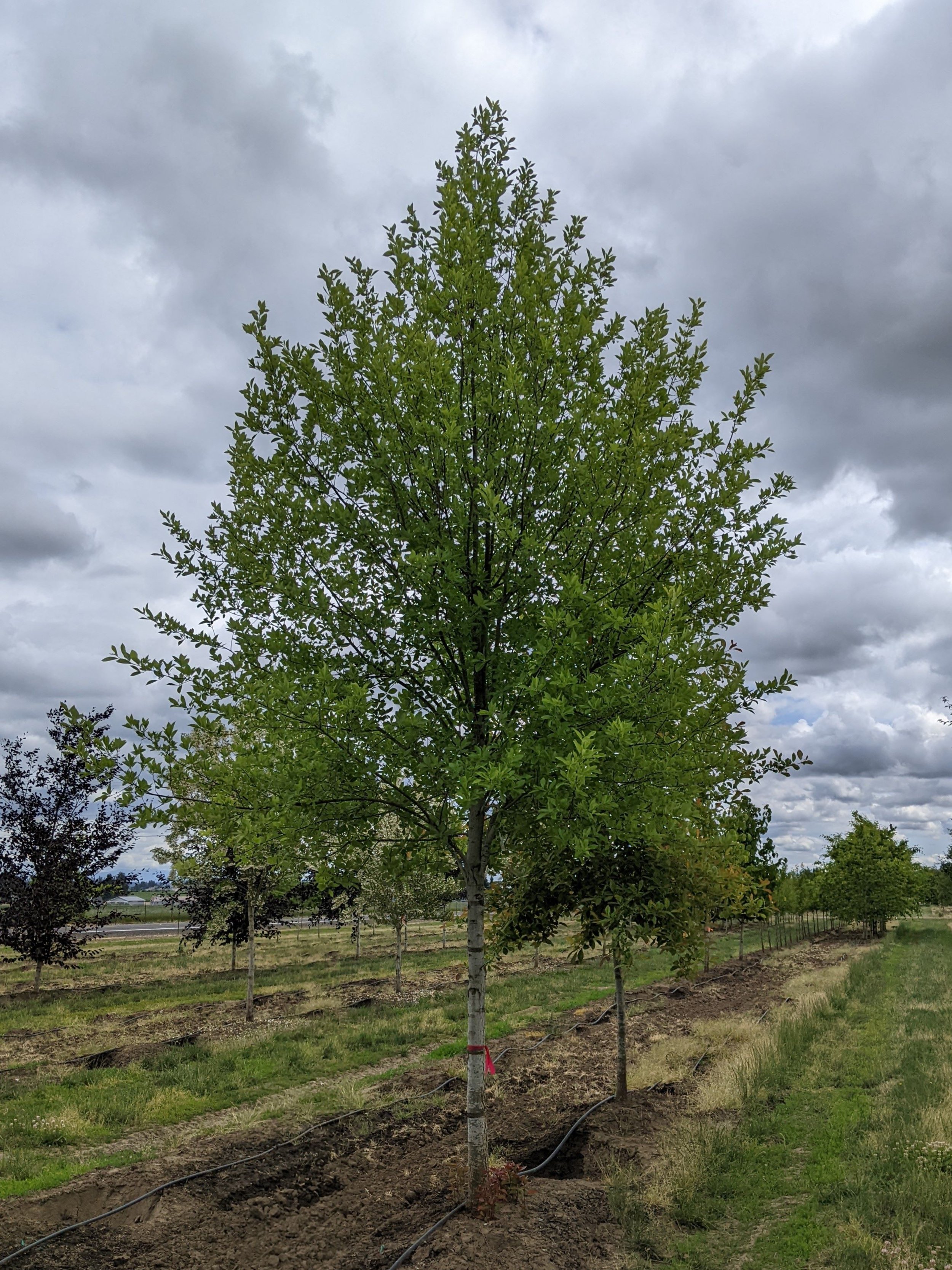 Green Gable™ Tupelo | Nyssa sylvatica 'NSUHH' — Northwest Shade Trees