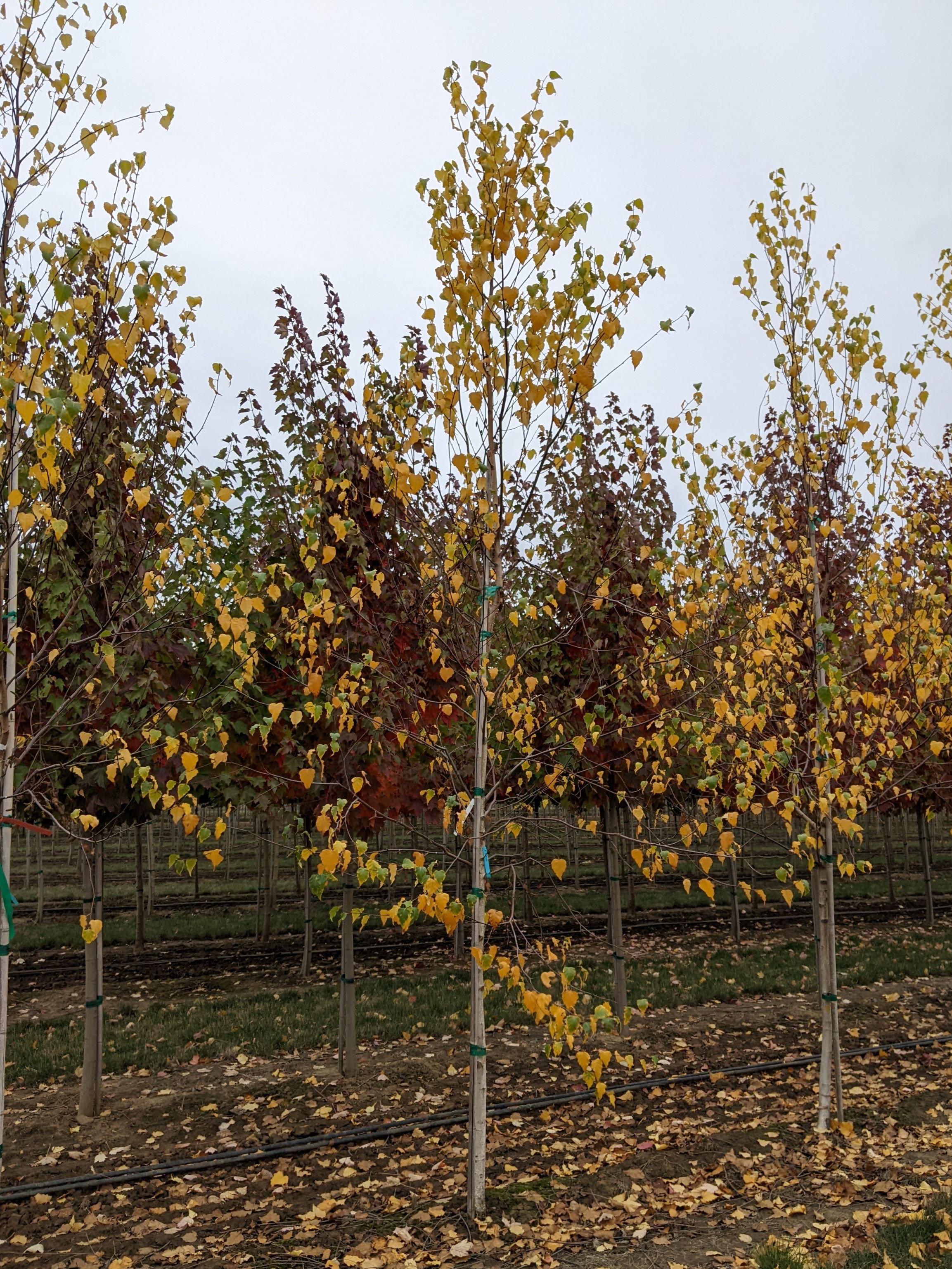 Whitespire Sr. Birch | Betula populifolia 'Whitespire Sr.' — Northwest ...