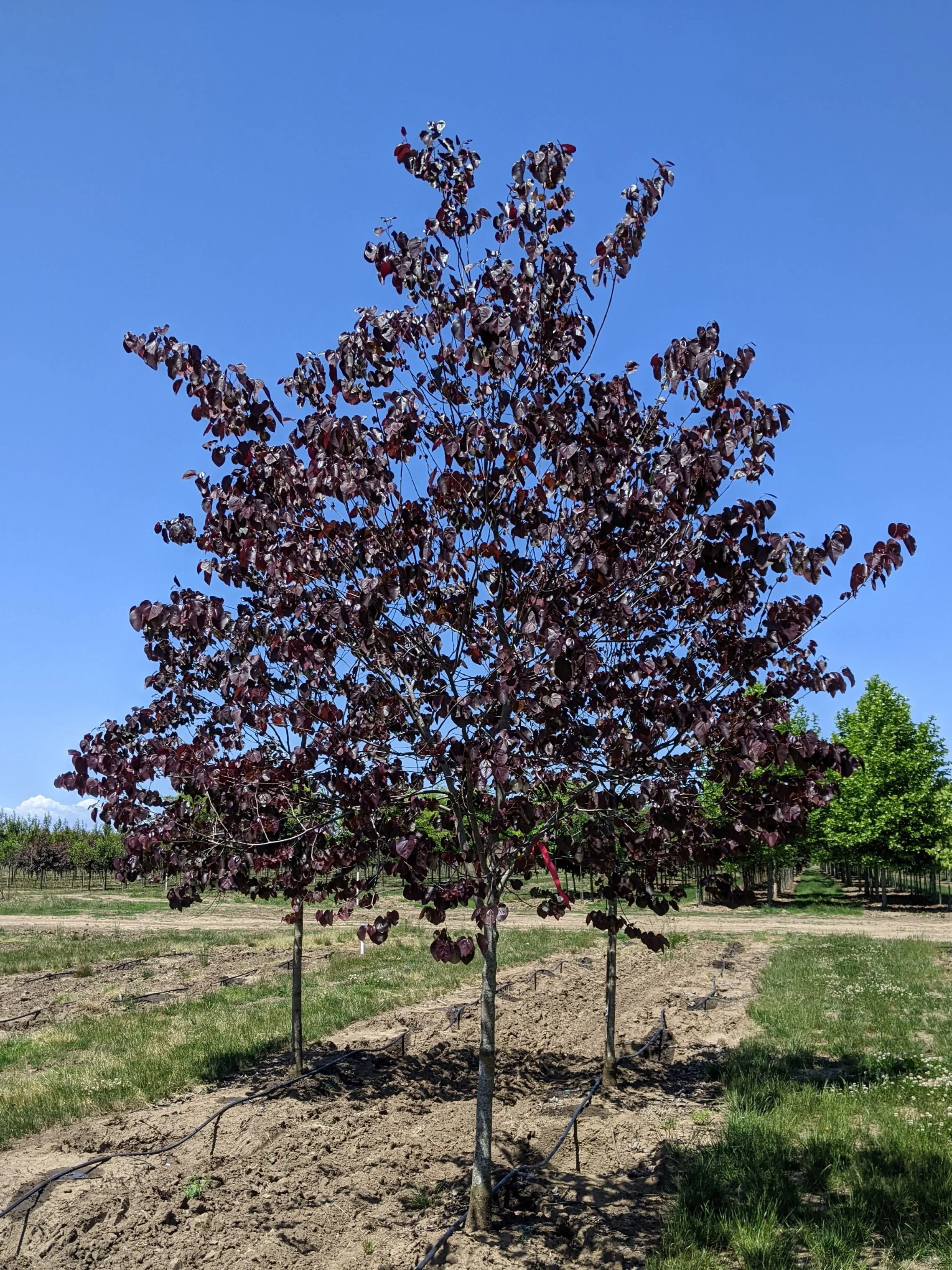 Merlot Redbud | Cercis canadensis 'Merlot' — Northwest Shade Trees