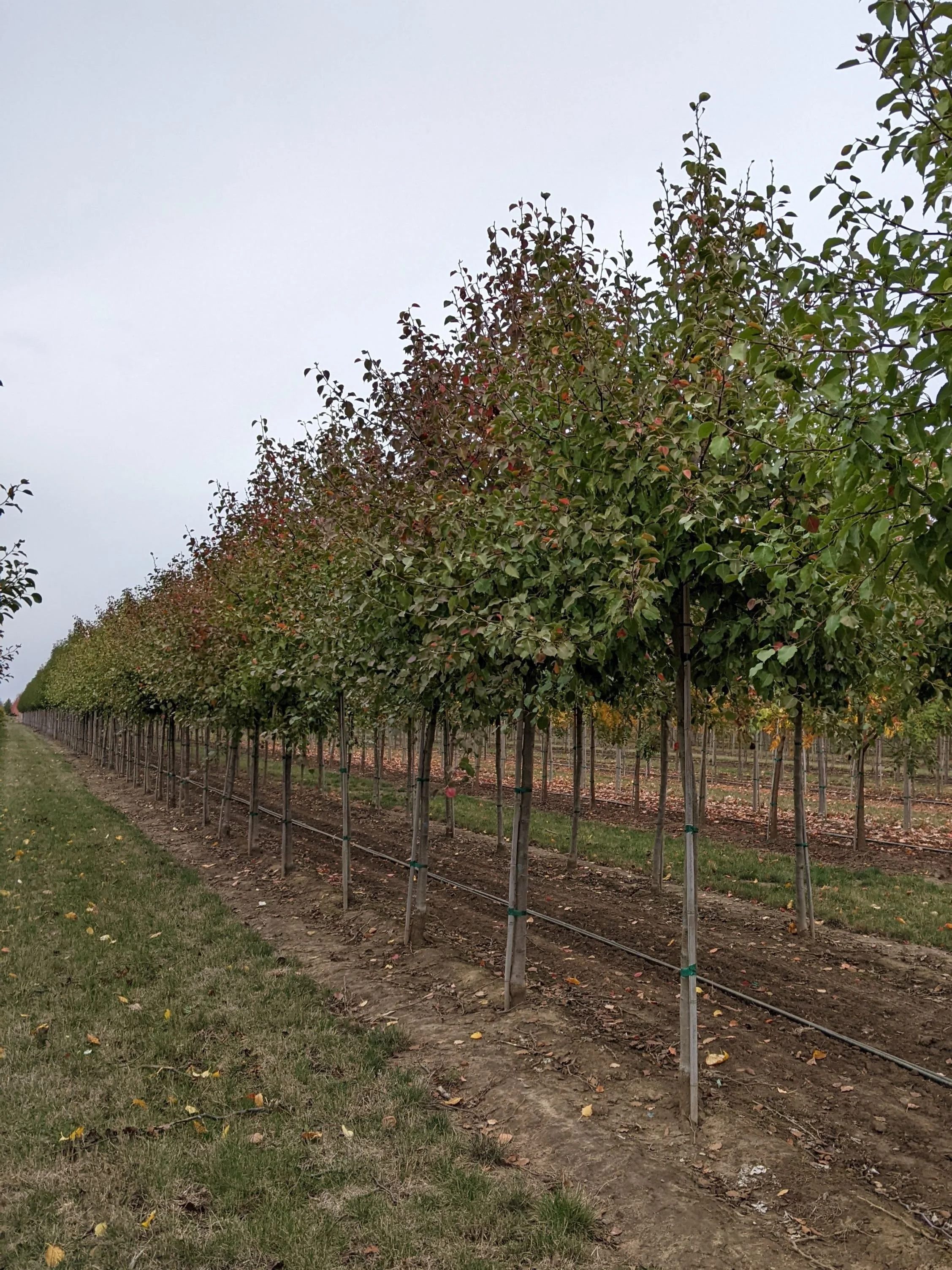 Chastity® Pear | Pyrus x triploida 'NCPX2' — Northwest Shade Trees