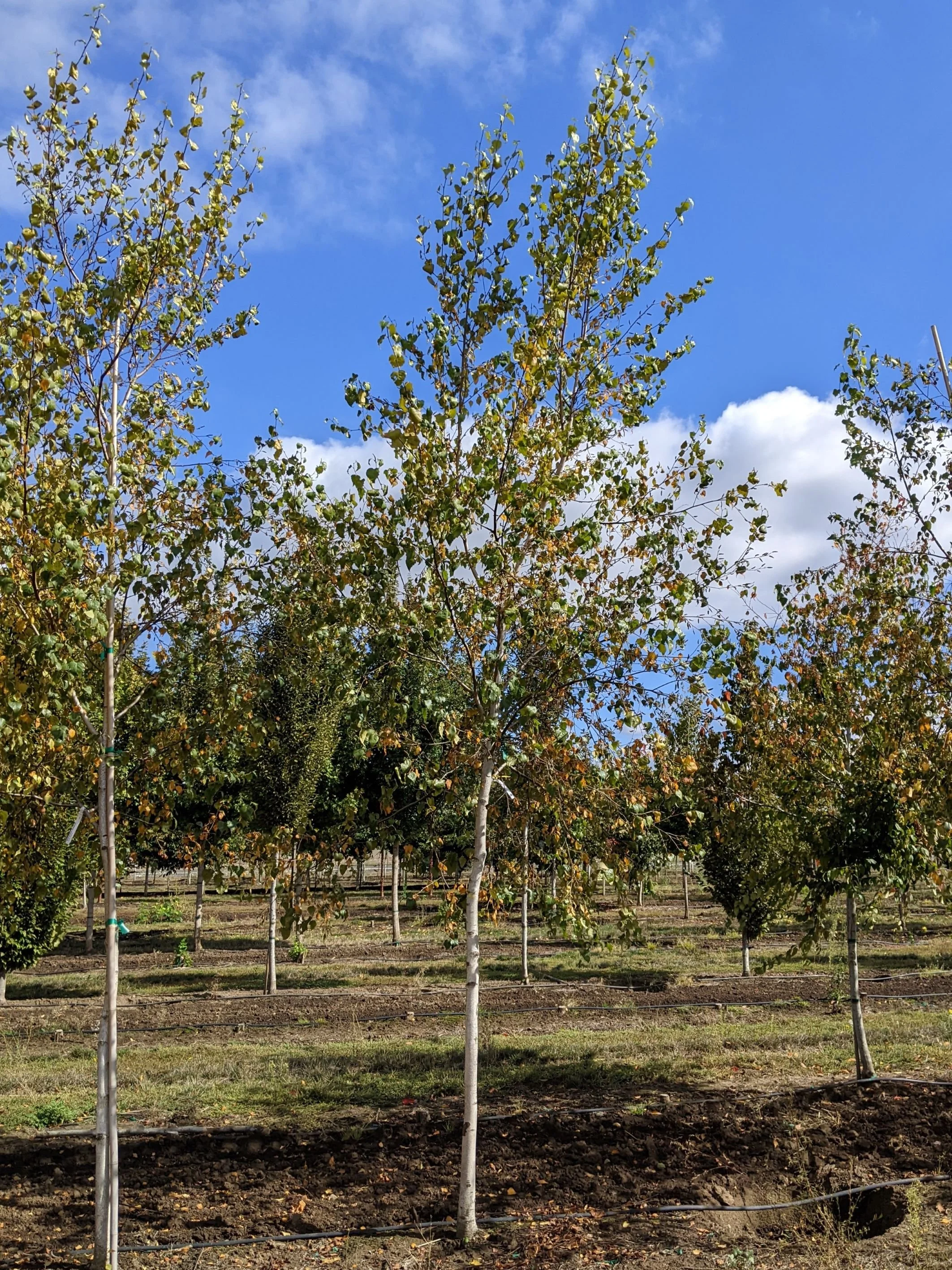 Whitespire Sr. Birch | Betula populifolia 'Whitespire Sr.' — Northwest ...