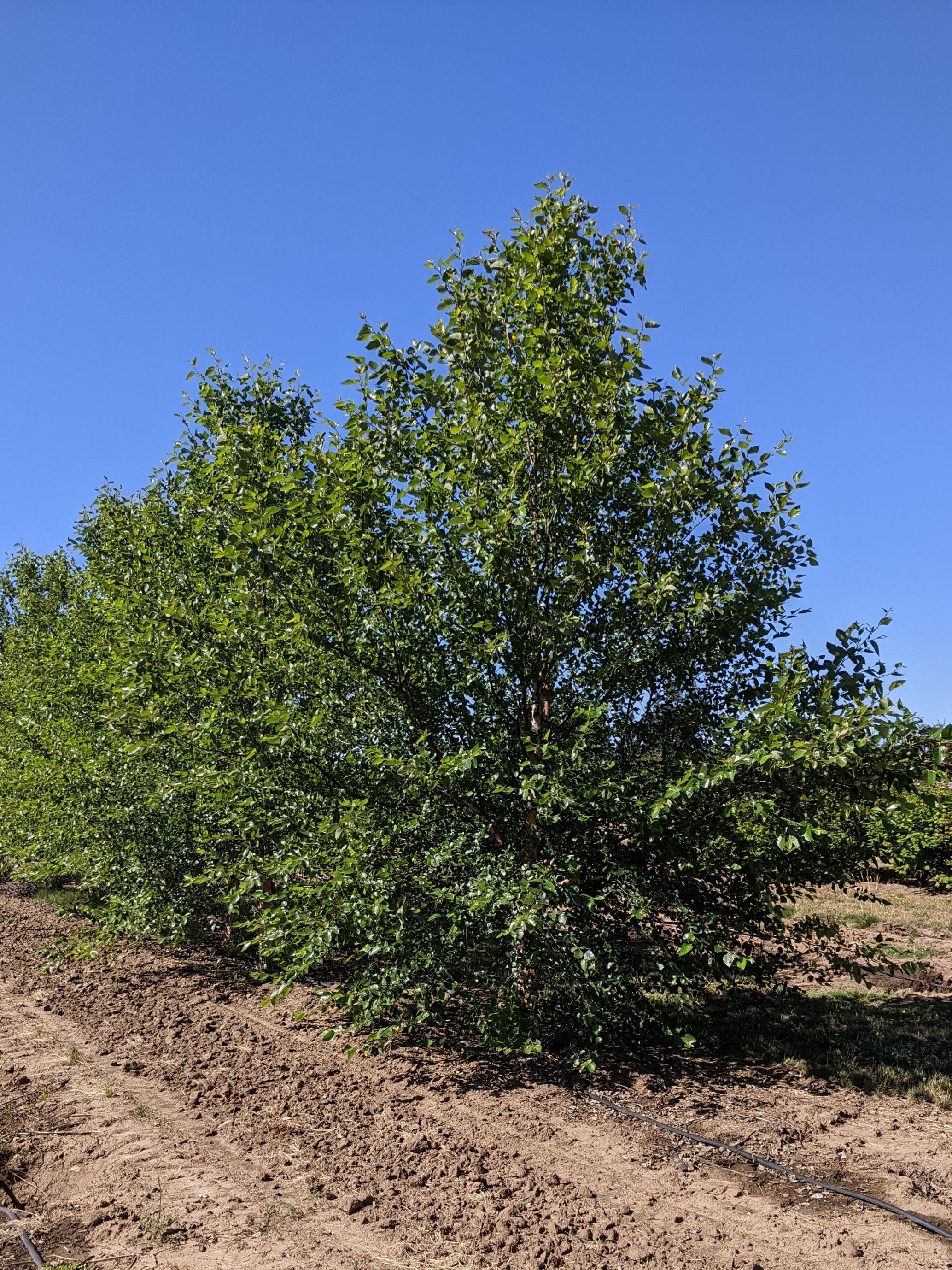 City Slicker® Birch | Betula nigra 'Whit XXV' — Northwest Shade Trees