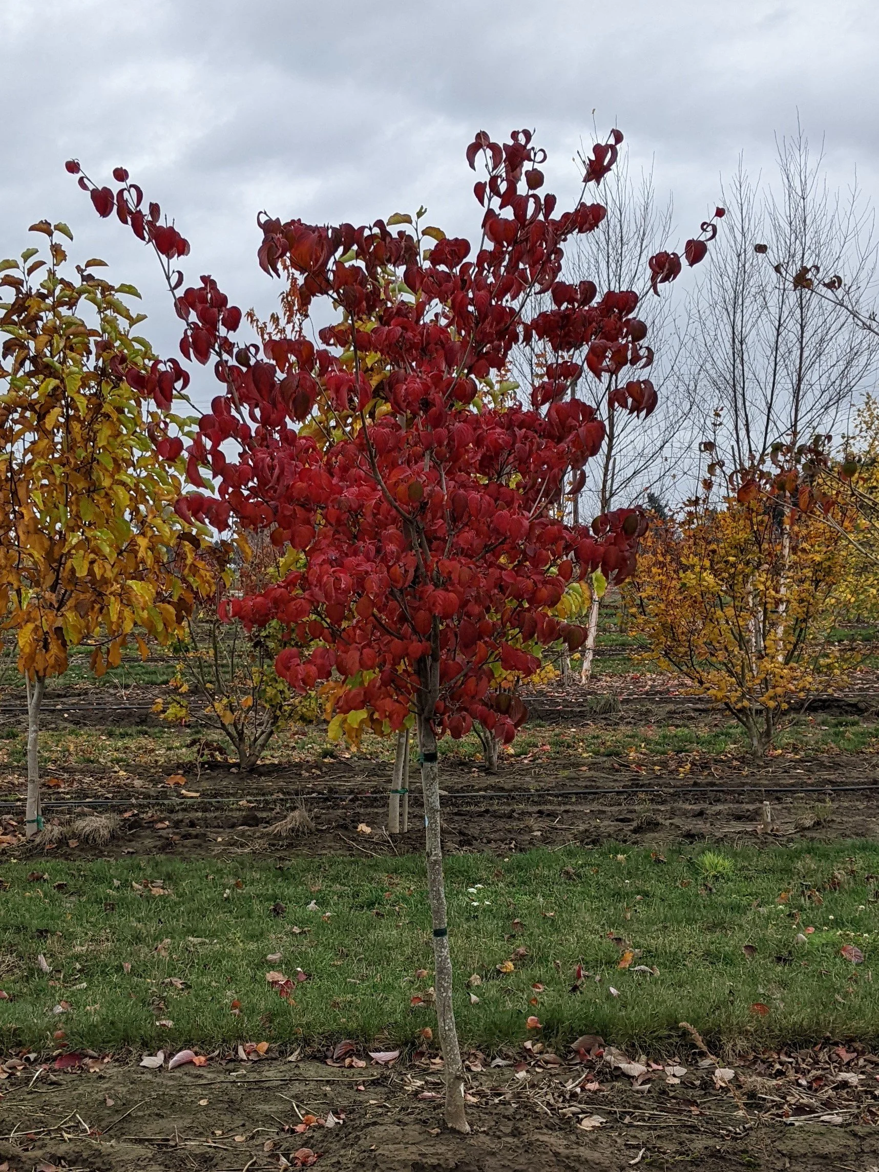 Heart Throb® Dogwood | Cornus kousa 'Schmred' — Northwest Shade Trees