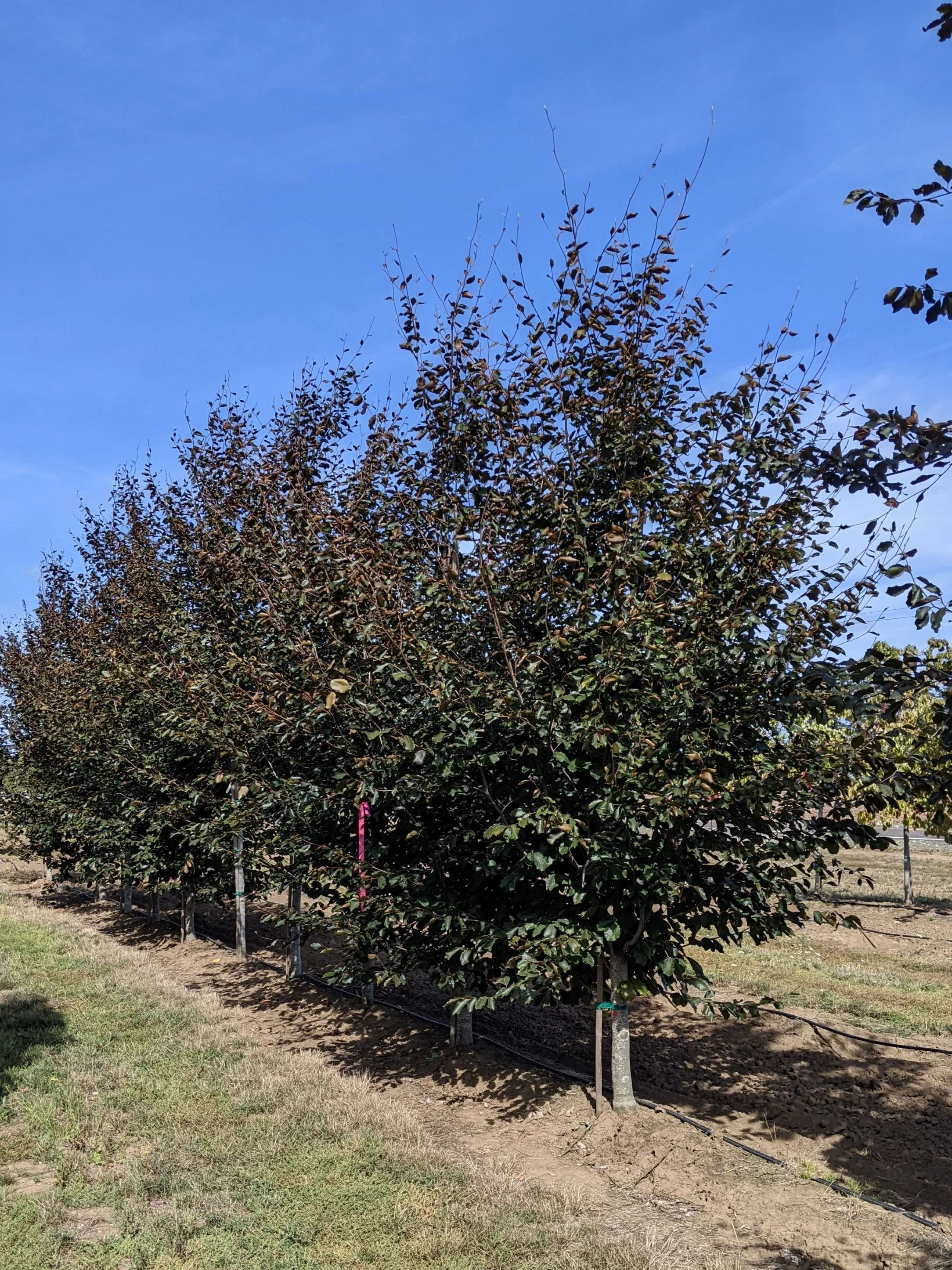 Fagus sylvatica 'Riversii' | European Beech 'Riversii' — Northwest ...