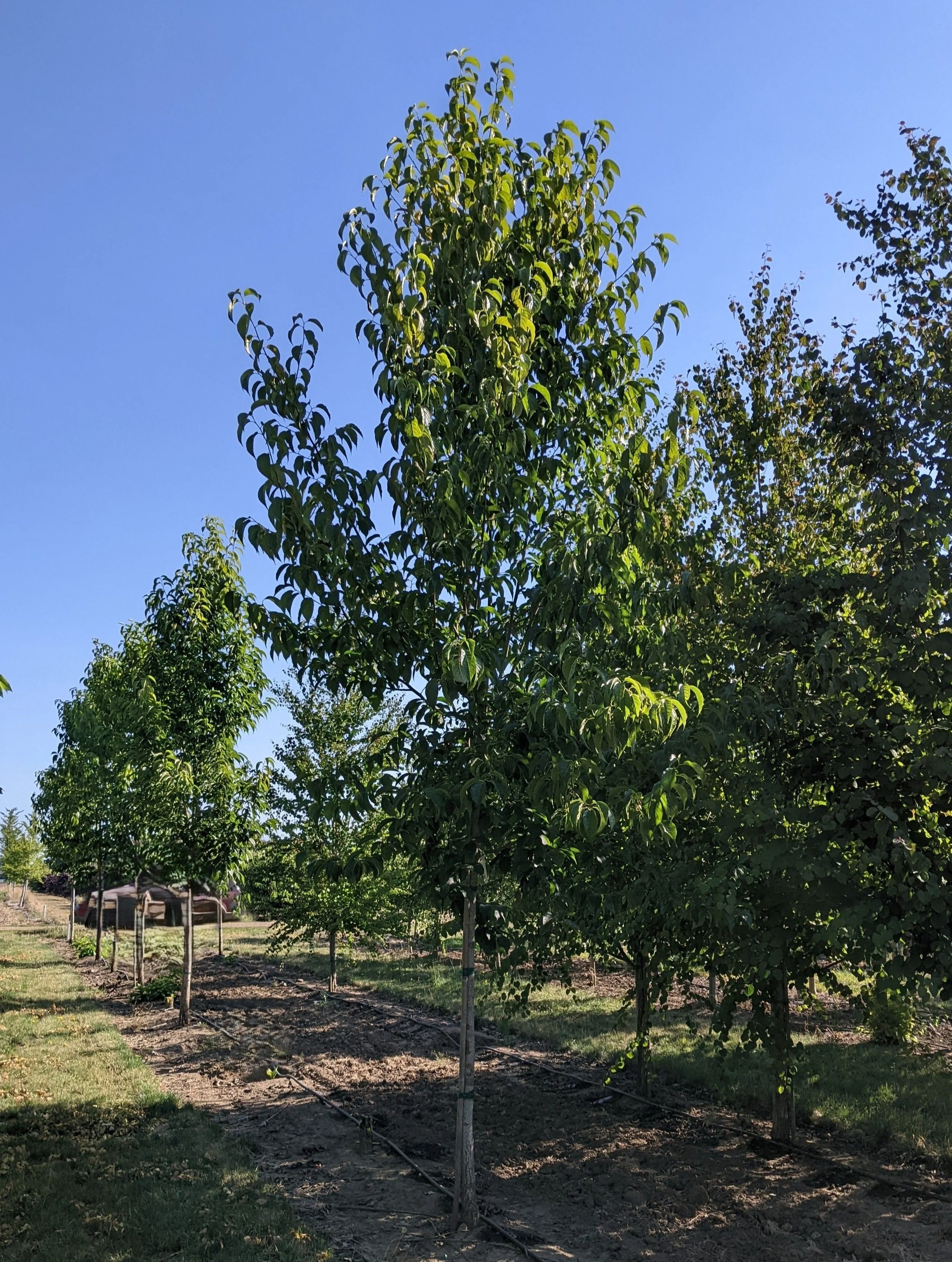 Hardy Rubber Tree | Eucommia ulmoides — Northwest Shade Trees