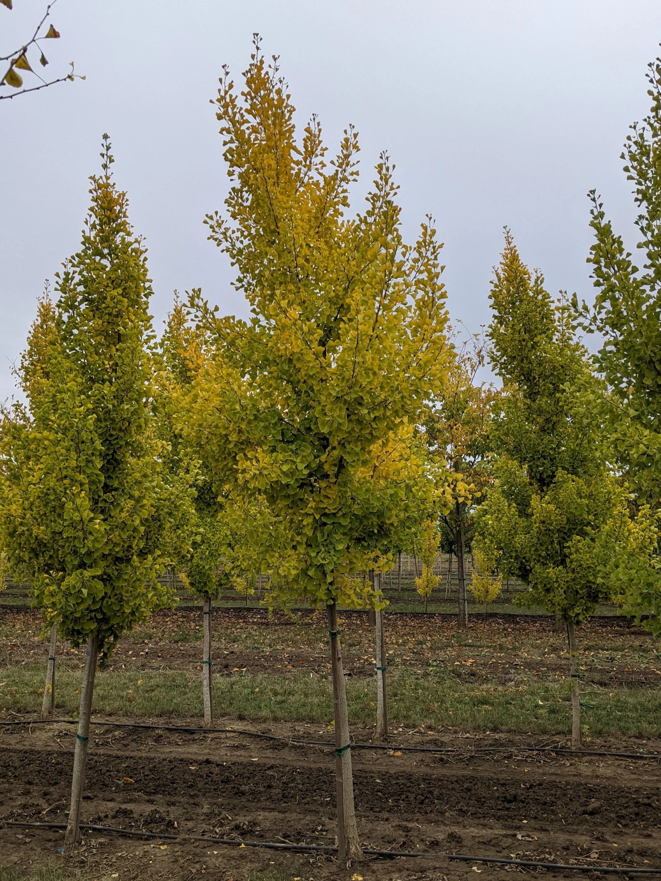 Autumn Gold Ginkgo | Ginkgo biloba 'Autumn Gold' — Northwest Shade Trees