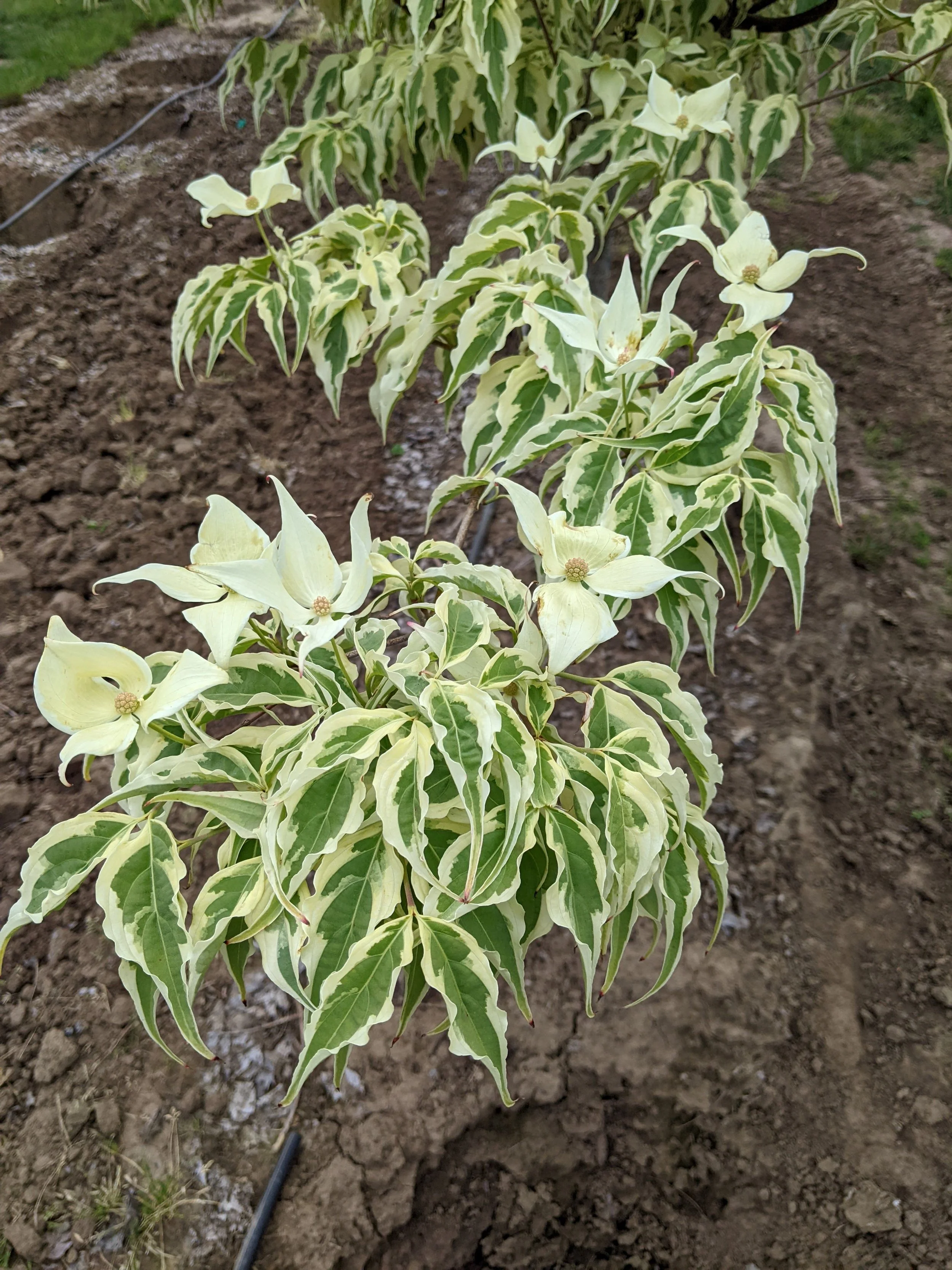 Summer Fun Dogwood | Cornus kousa 'Summer Fun' — Northwest Shade Trees