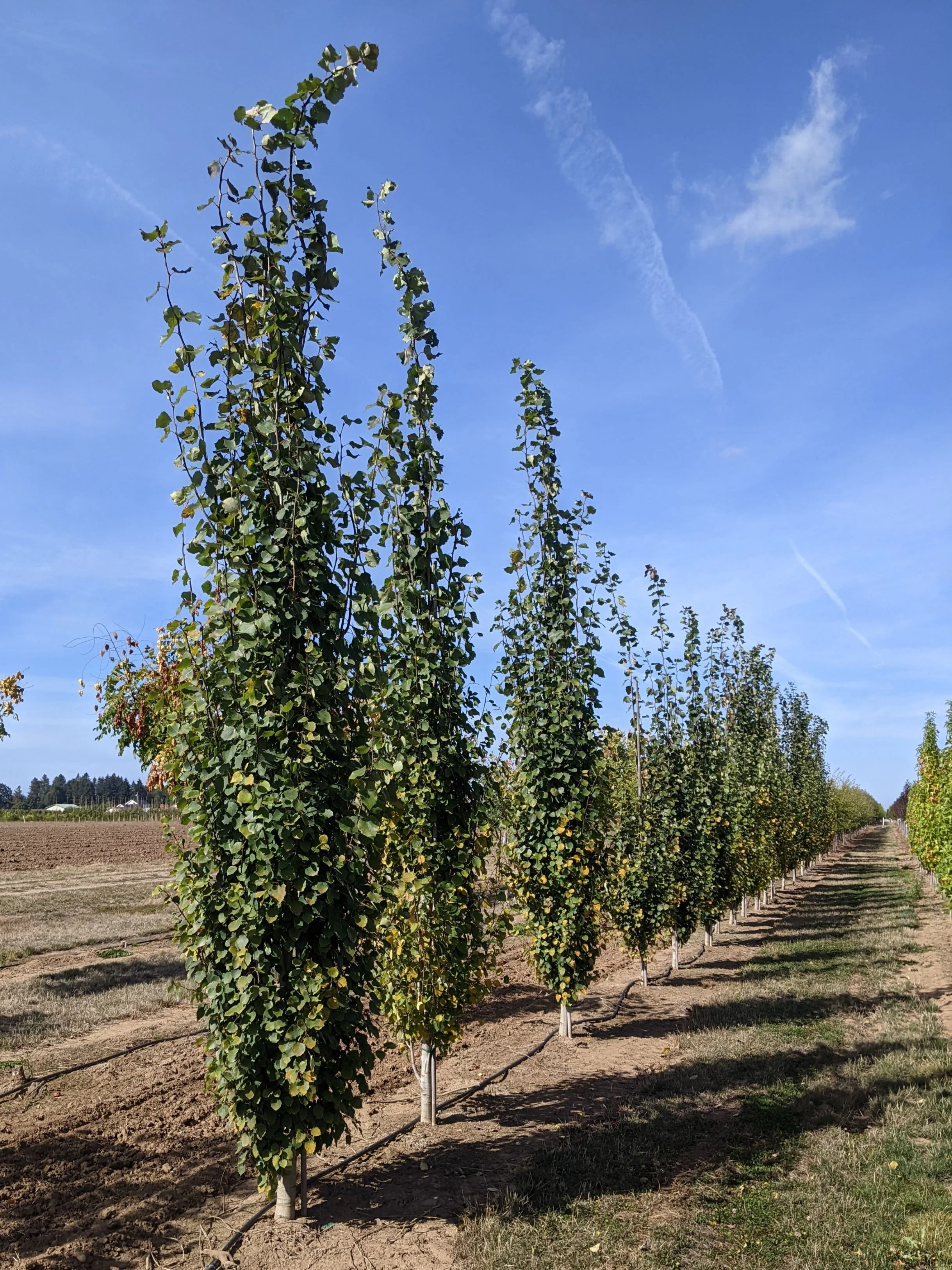 Swedish Columnar Aspen | Populus tremula 'Erecta' — Northwest Shade Trees