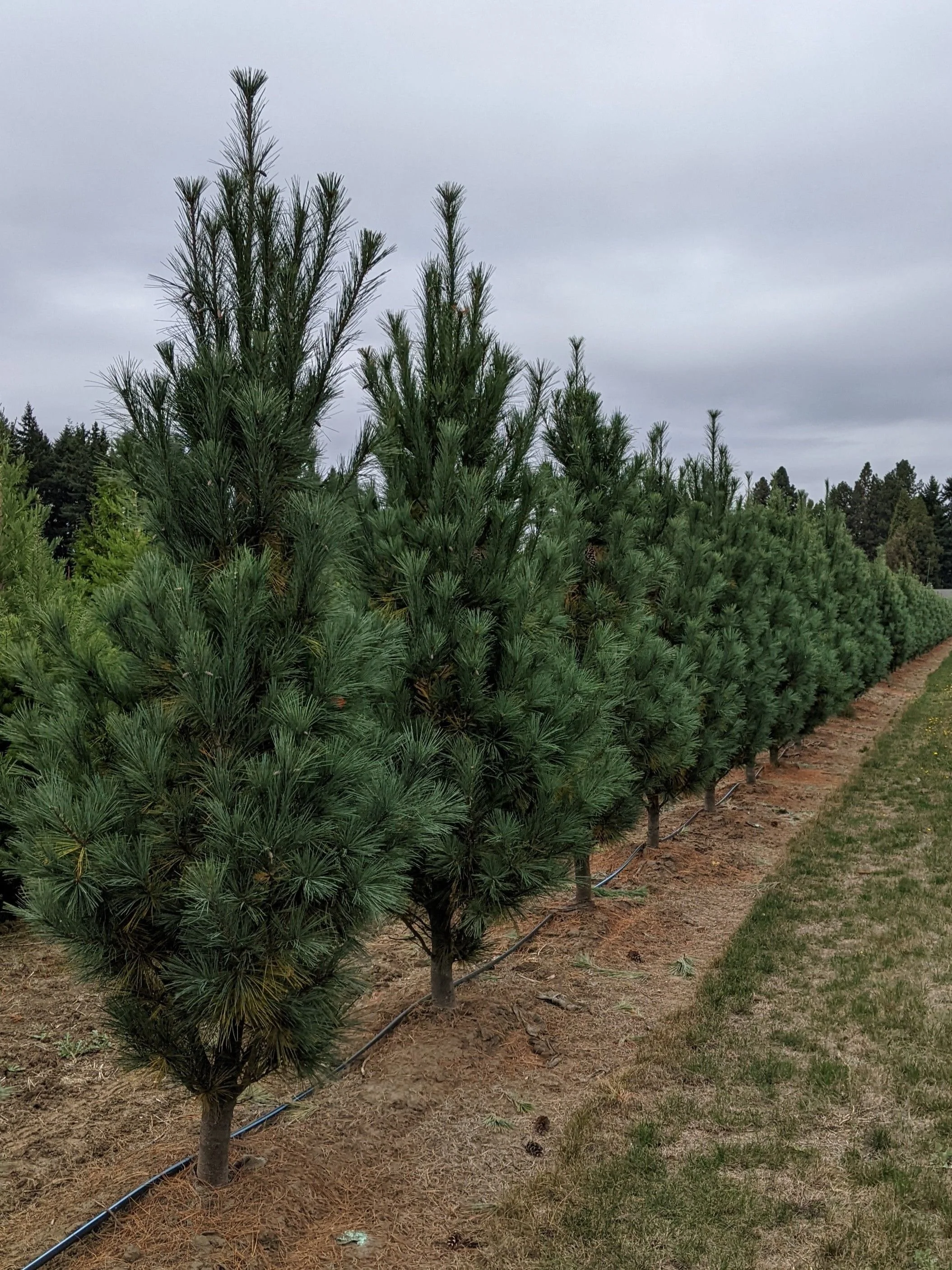 Fastigiate White Pine | Pinus strobus 'Fastigiata' — Northwest Shade Trees