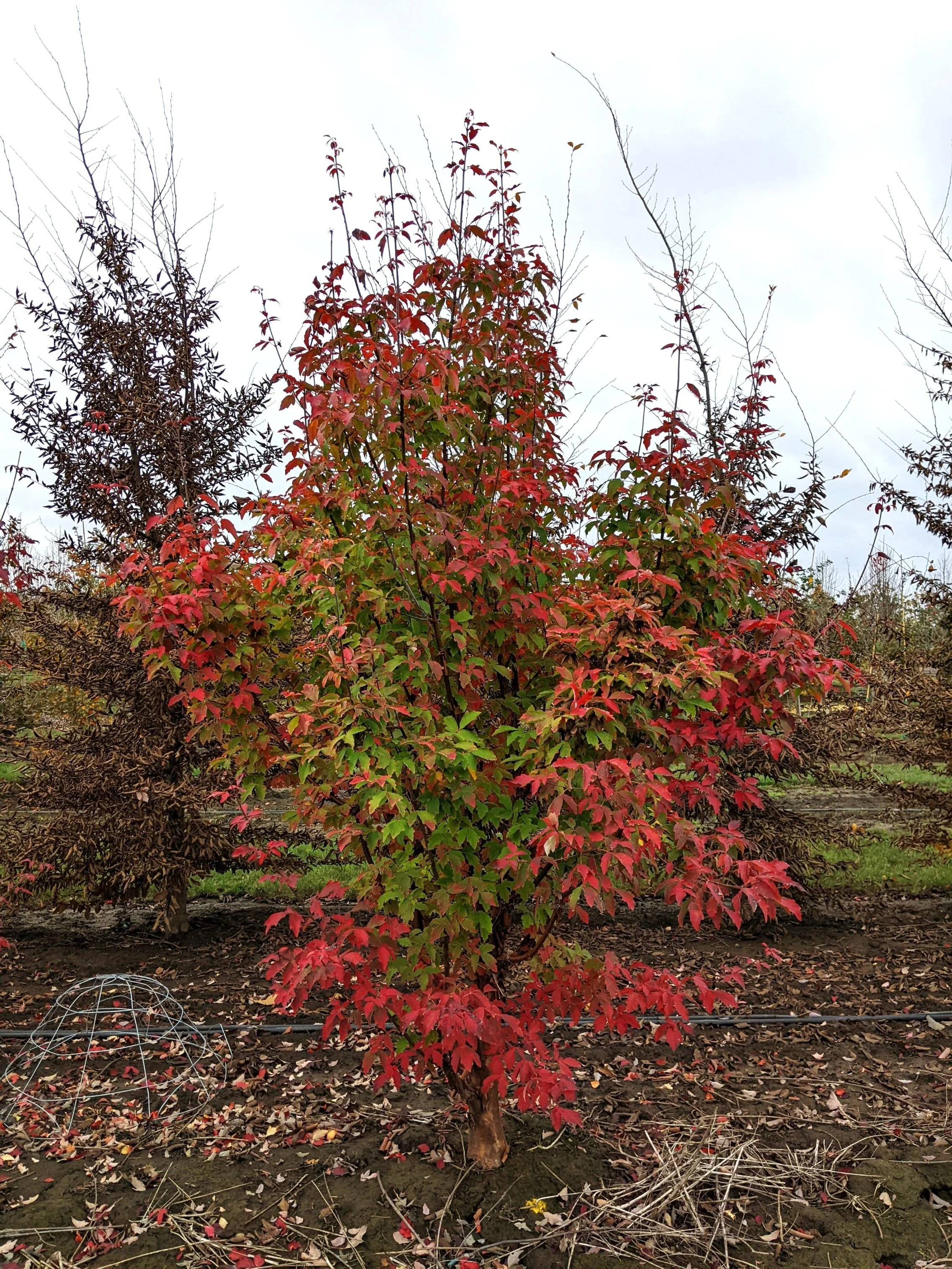 Paperbark Maple | Acer griseum — Northwest Shade Trees