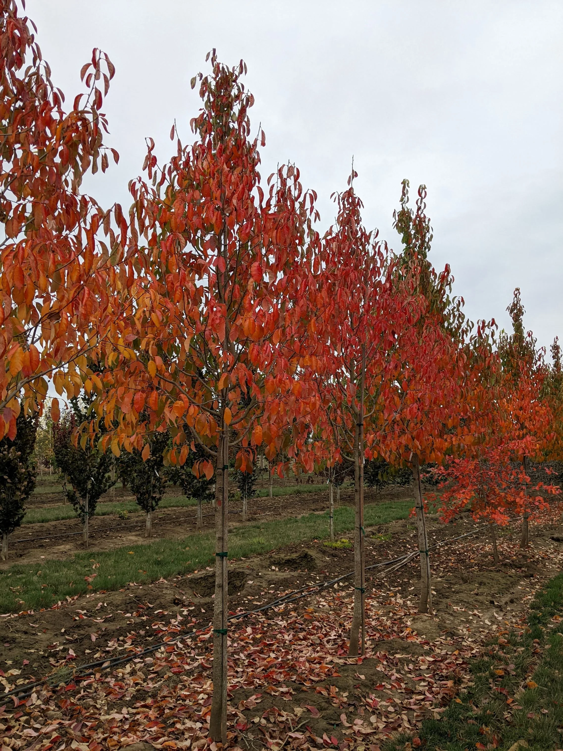 Red Rage® Tupelo | Nyssa sylvatica 'Haymanred' — Northwest Shade Trees