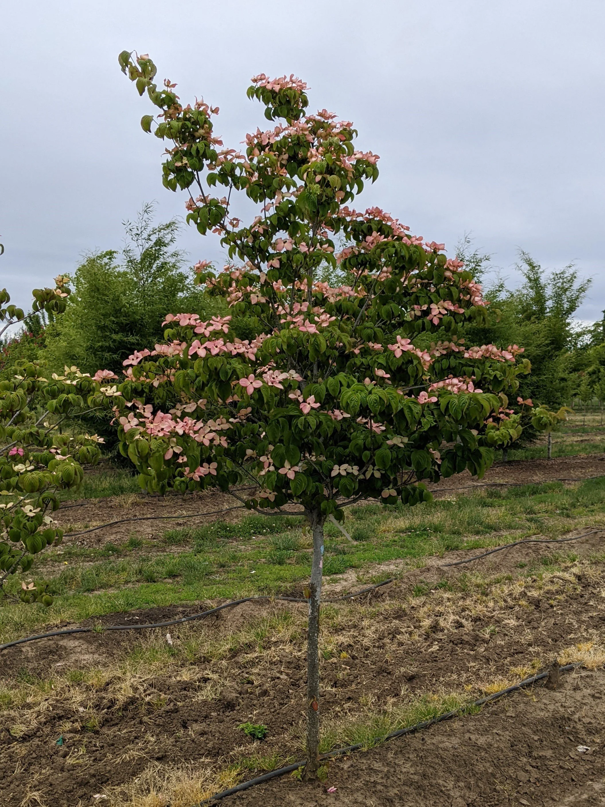 Heart Throb® Dogwood | Cornus kousa 'Schmred' — Northwest Shade Trees