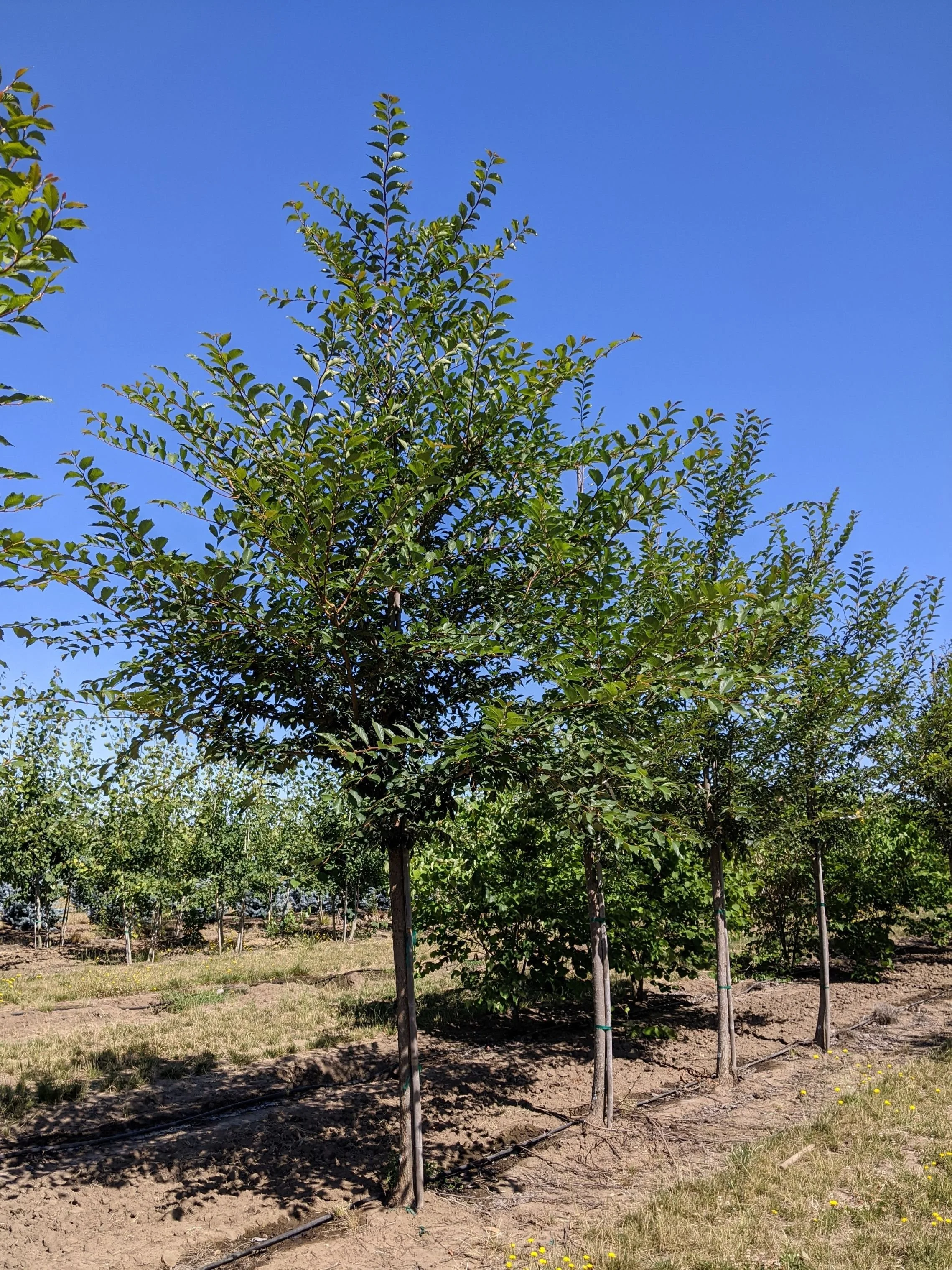 Summer Elixir® Elm | Ulmus chenmoui 'JAB Morton' — Northwest Shade Trees