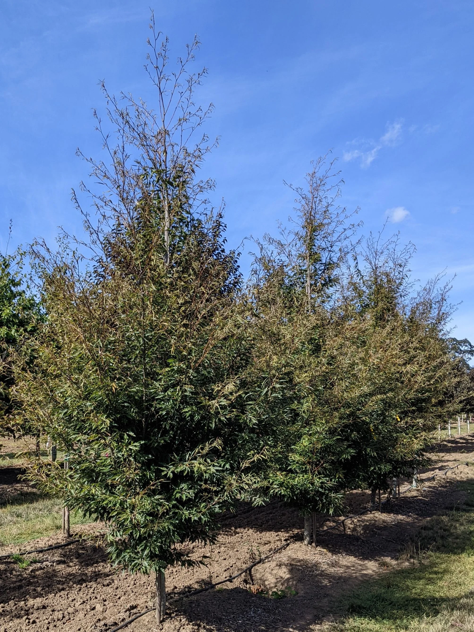 Fagus sylvatica 'Asplenifolia' | European Beech 'Asplenifolia ...