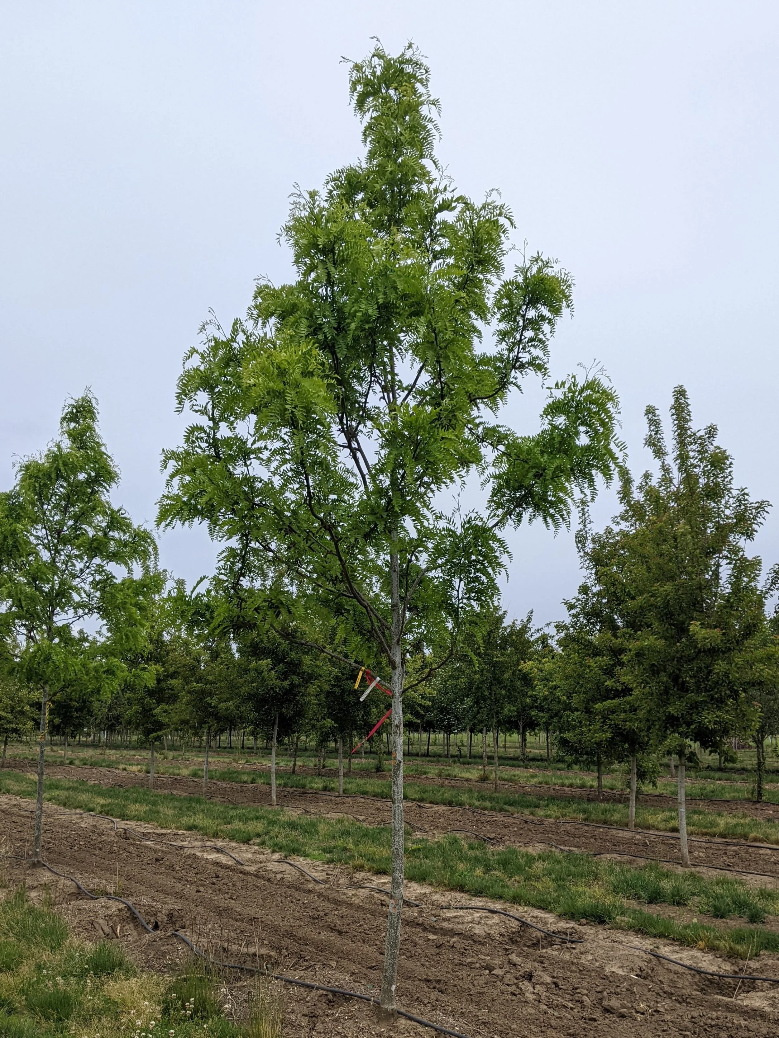 Imperial® Honeylocust | Gleditsia triacanthos 'Impcole' — Northwest ...