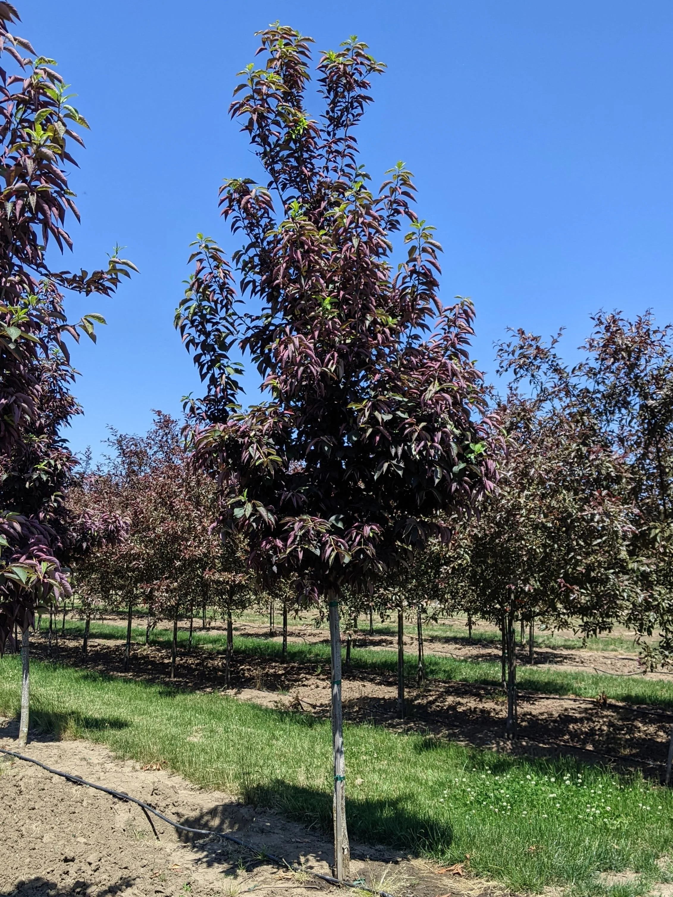 Sucker Punch® Chokecherry | Prunus x virginiana 'P002S' — Northwest ...