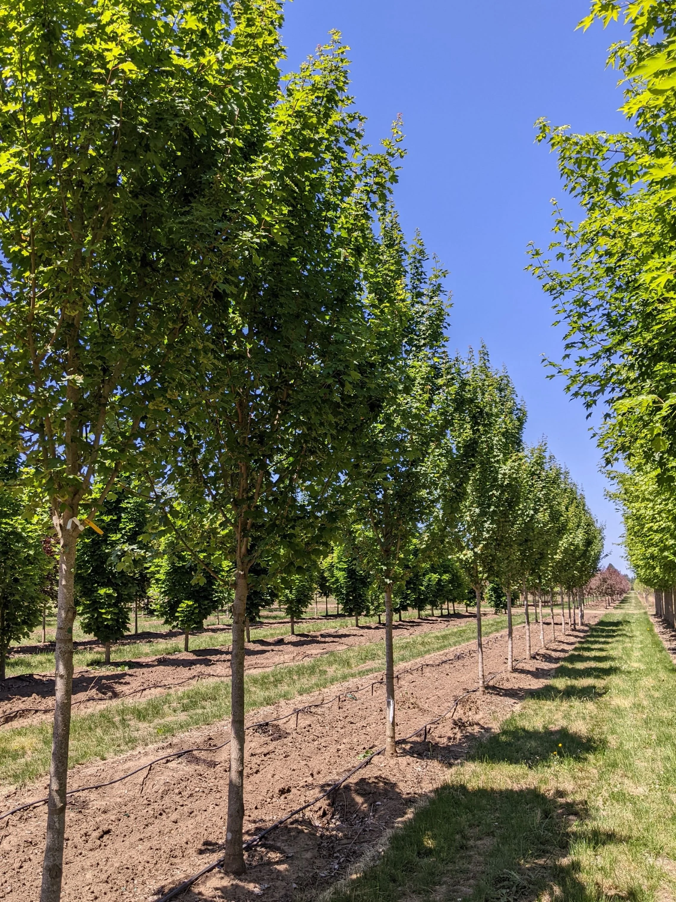 Metro Gold® Maple | Acer campestre 'Panacek' — Northwest Shade Trees