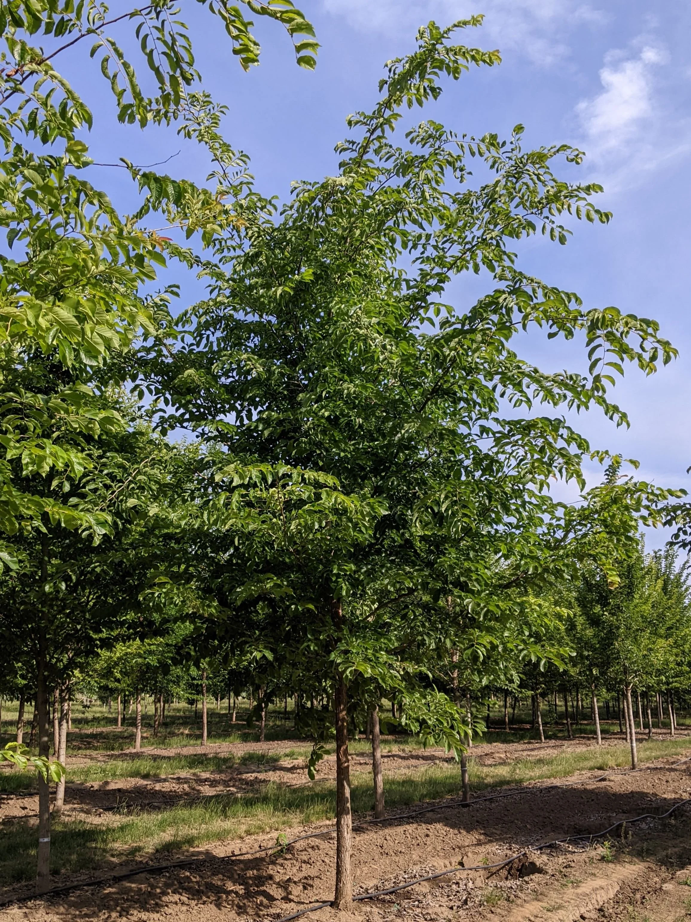 Prospector Elm | Ulmus wilsoniana 'Prospector' — Northwest Shade Trees