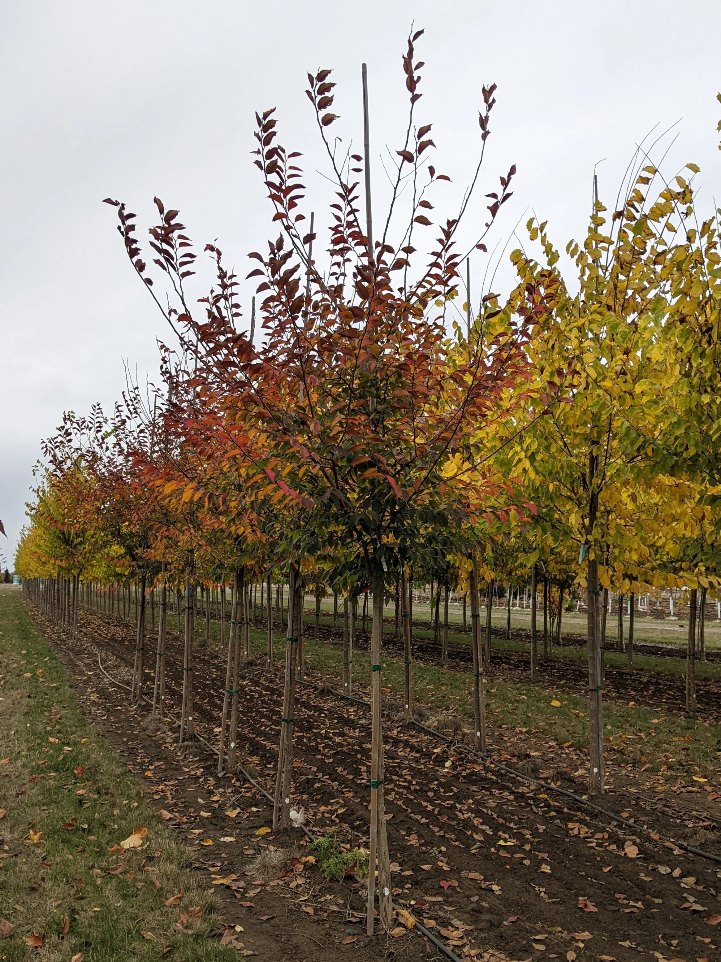 Summer Elixir® Elm | Ulmus chenmoui 'JAB Morton' — Northwest Shade Trees