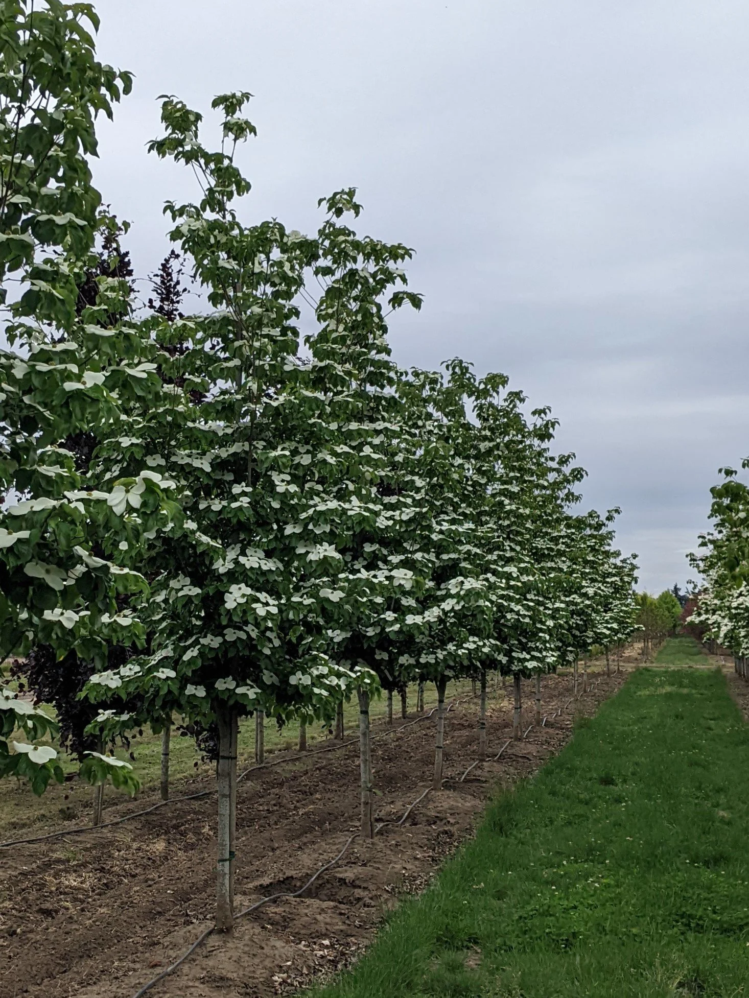 Starlight® Dogwood | Cornus kousa x nuttallii 'KN4-43' — Northwest ...