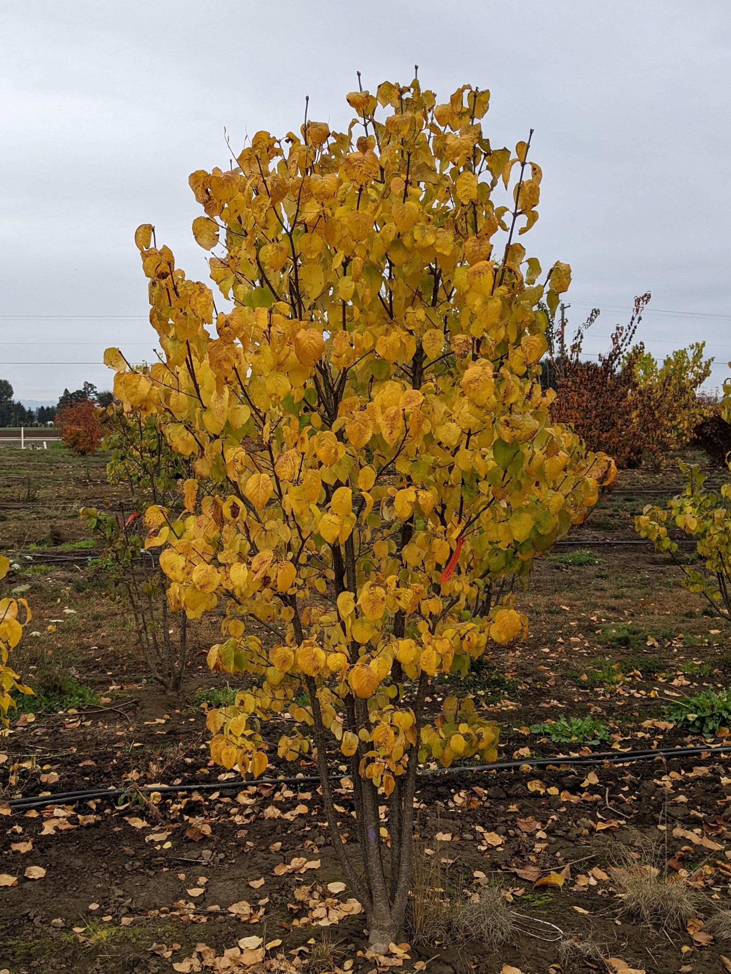 Syringa reticulata Ivory Silk® | Japanese Tree Lilac 'Ivory Silk ...
