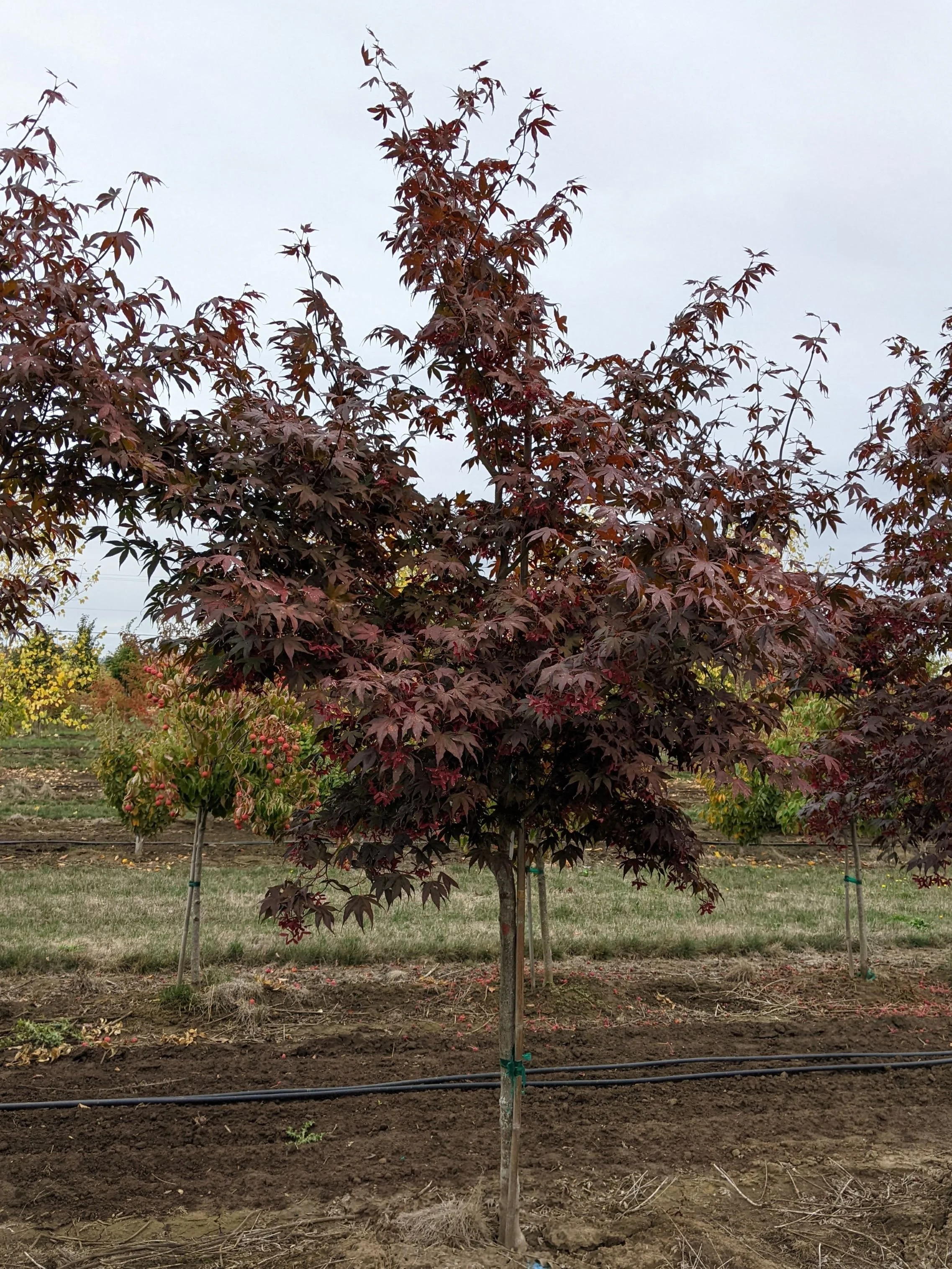 Acer palmatum 'Bloodgood' | Japanese Maple 'Bloodgood' — Northwest ...