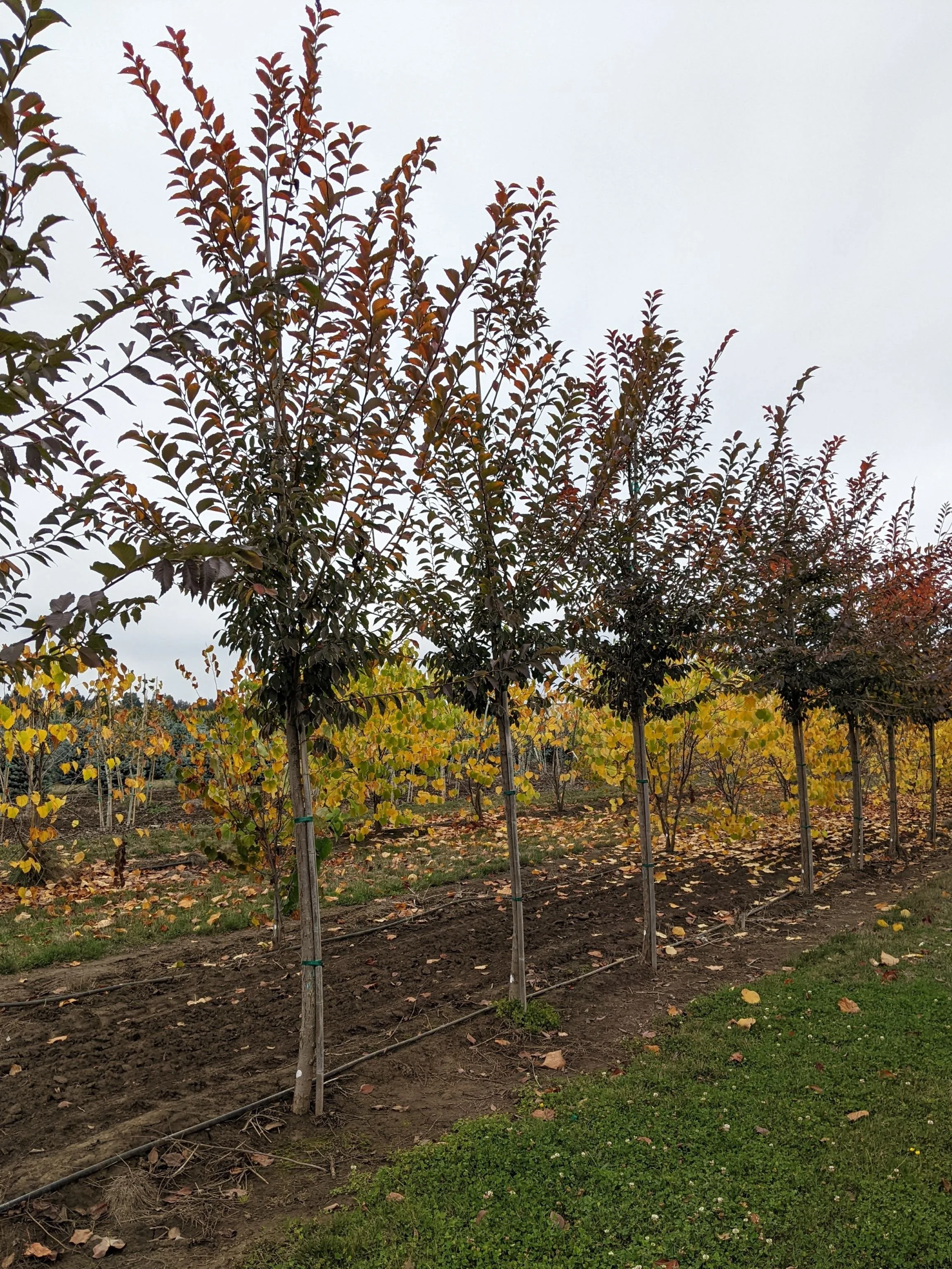 Ulmus chenmoui Summer Elixir™ | Elm Hybrid 'JAB Morton' — Northwest ...