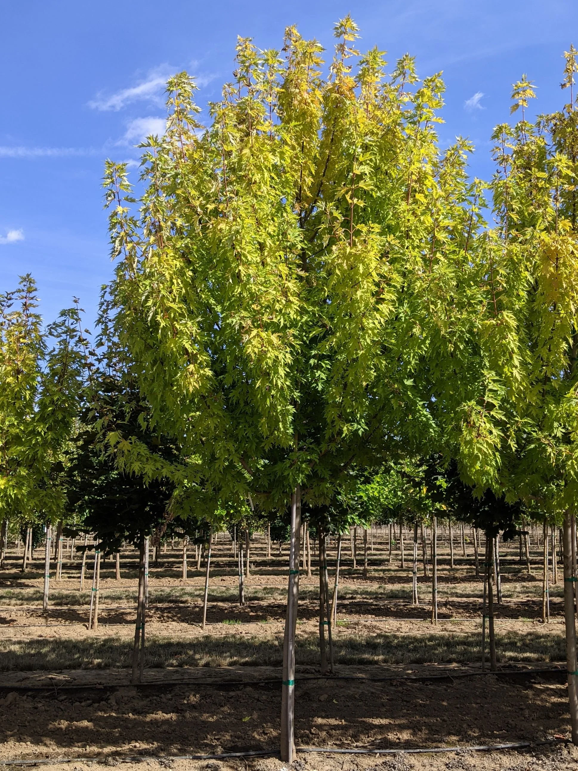 Symatree® Maple | Acer saccharinum 'JFS H1' — Northwest Shade Trees
