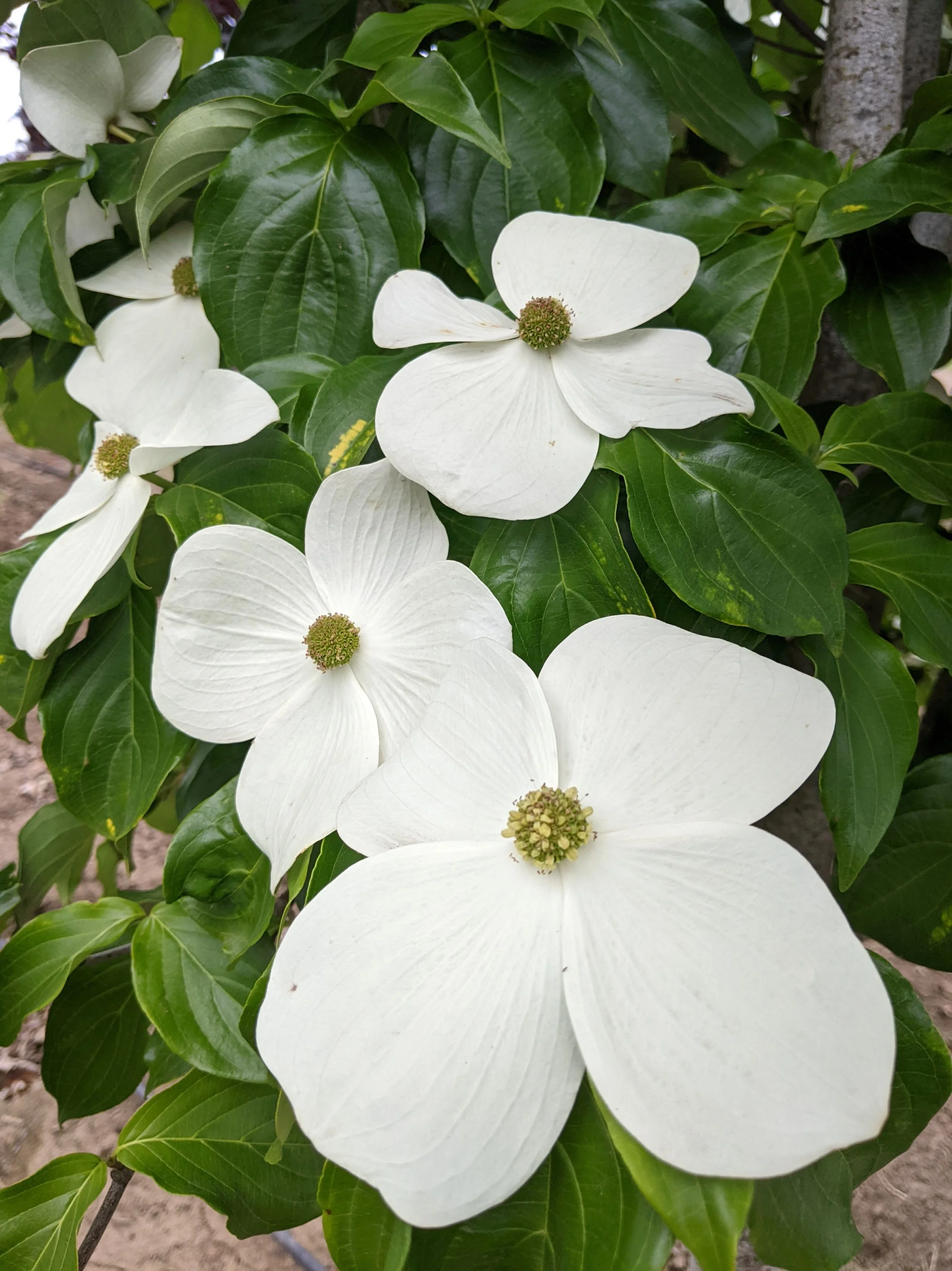 Starlight® Dogwood | Cornus kousa x nuttallii 'KN4-43' — Northwest ...