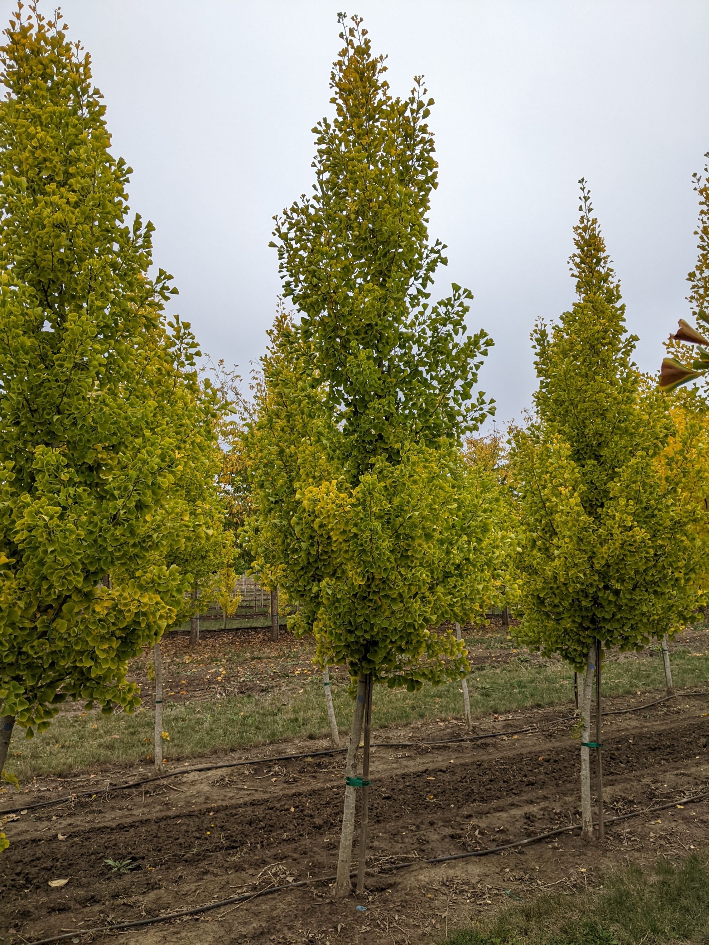 Presidential Gold® Ginkgo | Ginkgo biloba 'The President' — Northwest ...