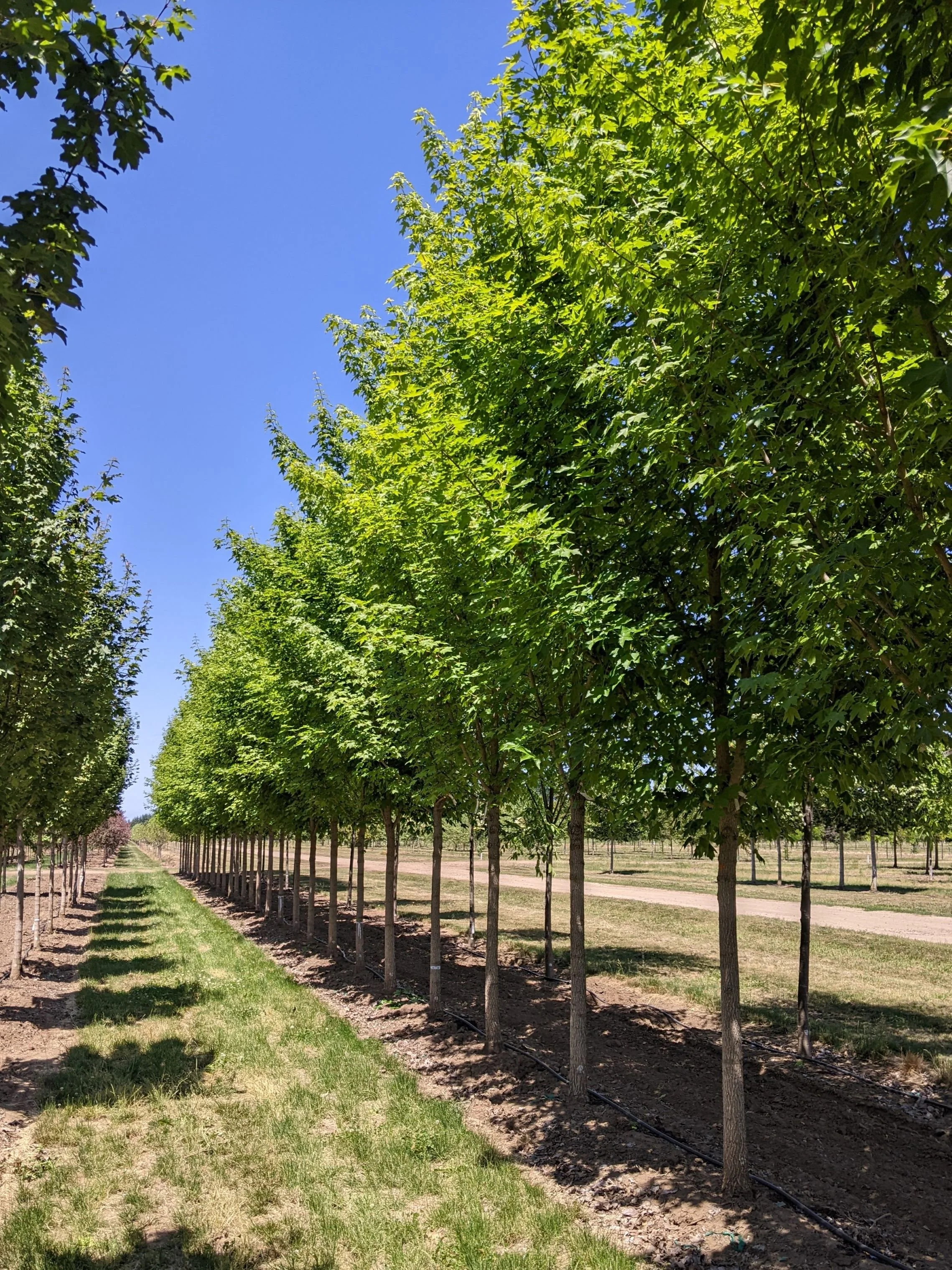 State Street® Maple | Acer miyabei 'Morton' — Northwest Shade Trees