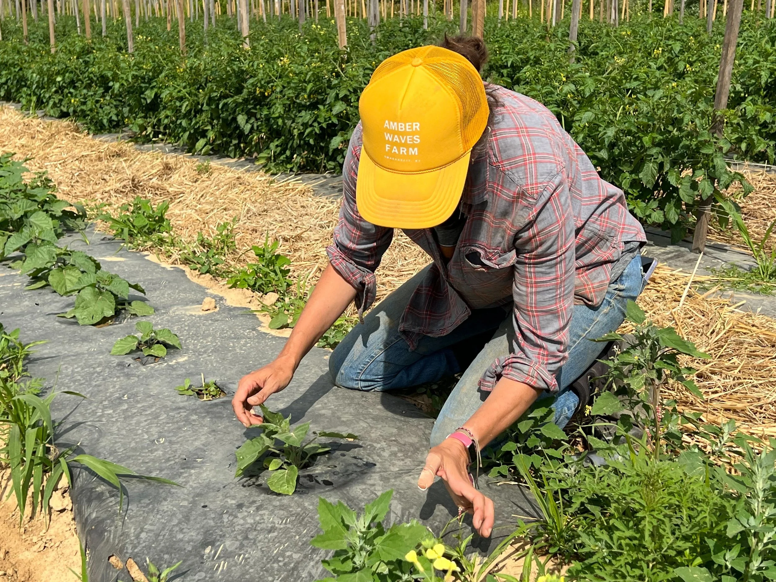 Farming Apprenticeship — Amber Waves