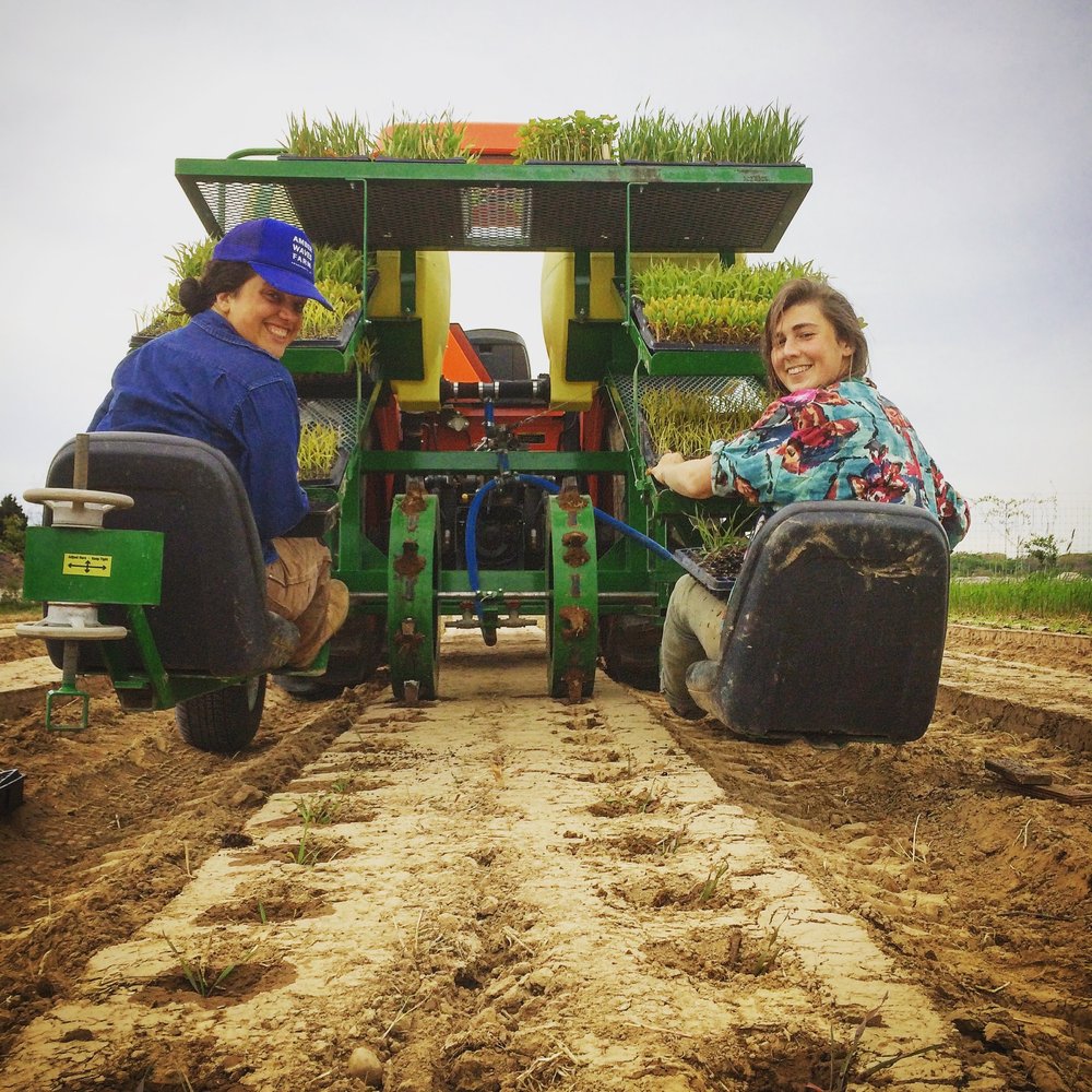 Farming Apprenticeship — Amber Waves