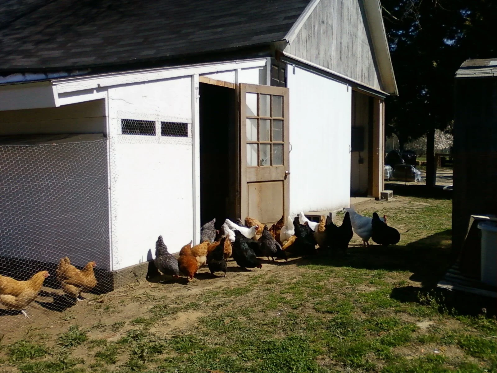 The Farm — Amber Waves