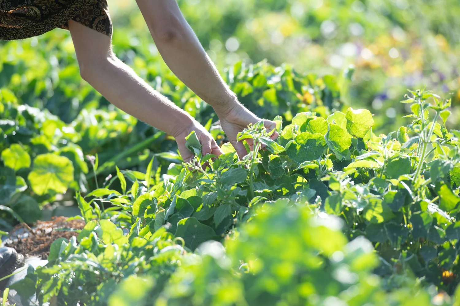 CSA Sign Up — Amber Waves