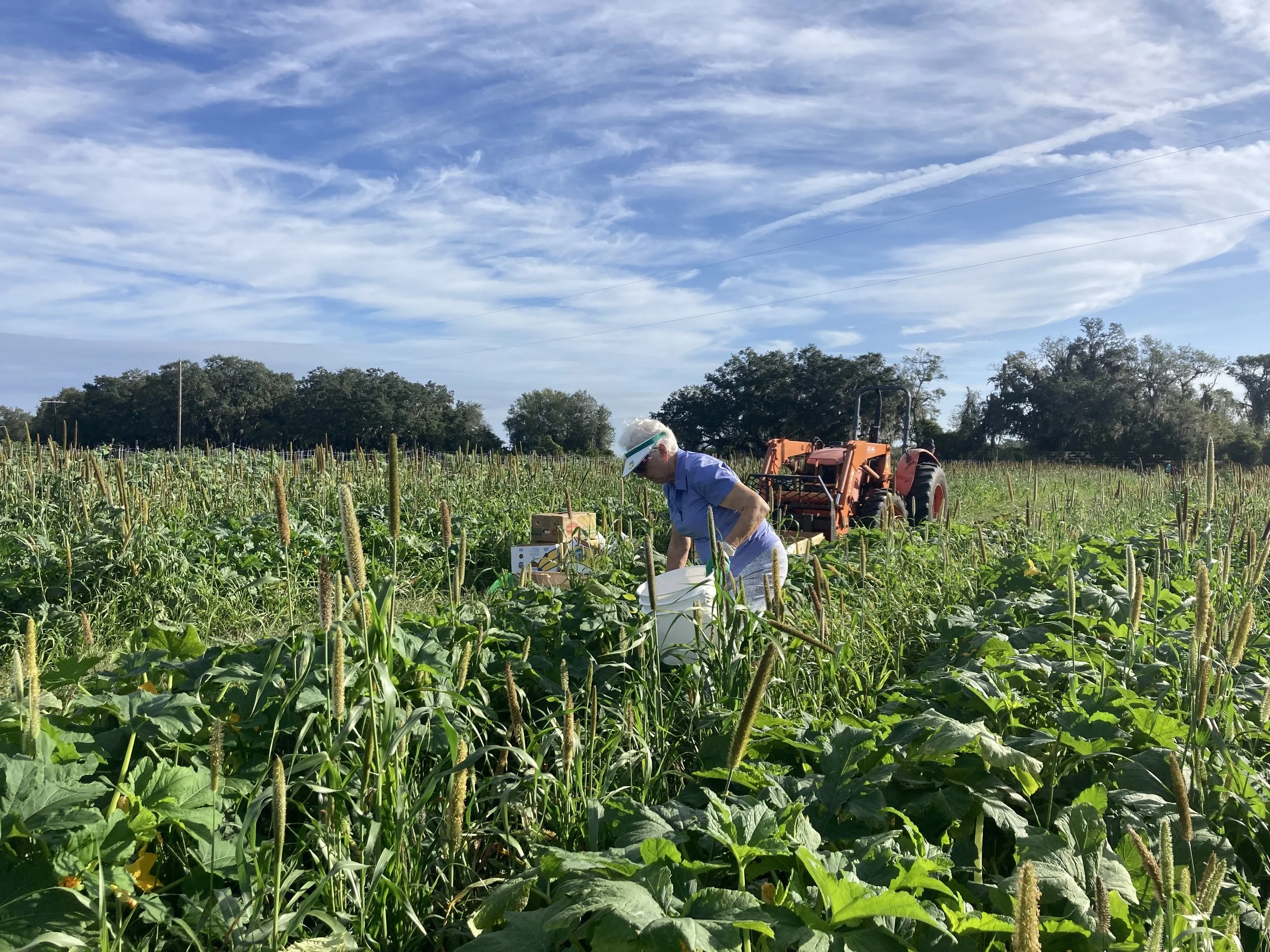 Donate — Community Harvest SRQ | Building Resilience Through Community