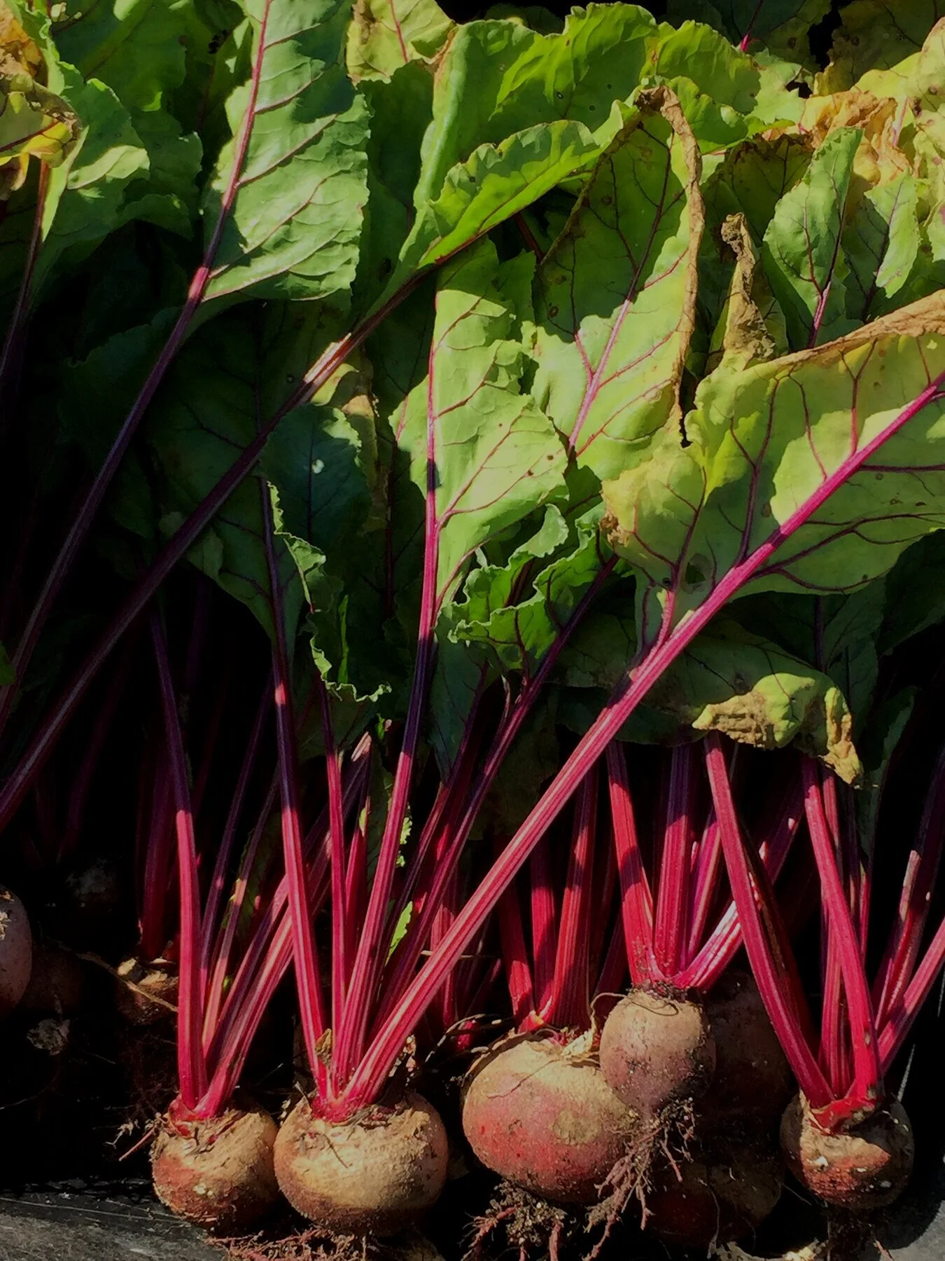 Our Story — Community Harvest SRQ | Building Resilience Through Community