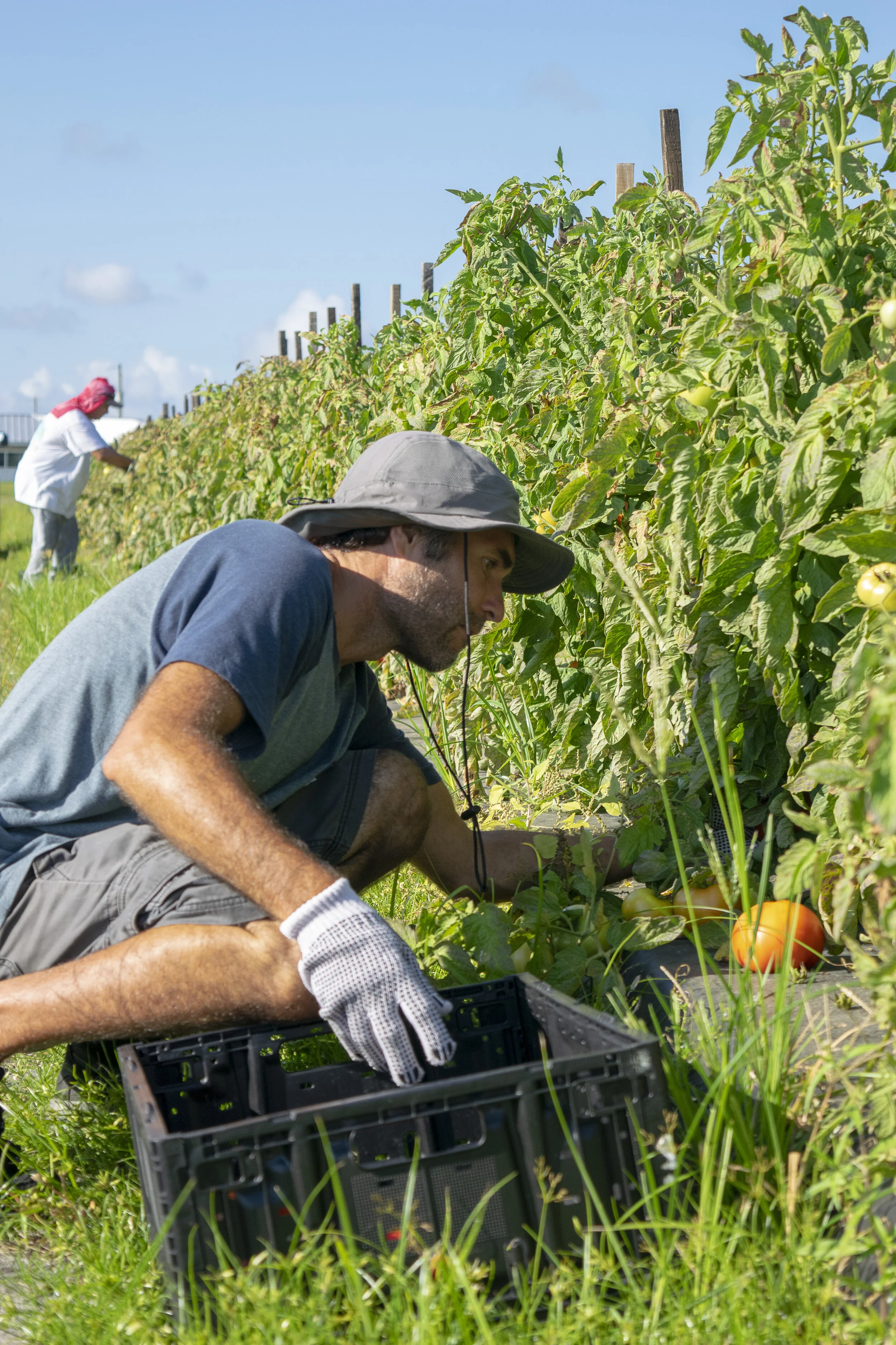 What it Means to Glean: The History and Future of Gleaning — Community ...