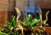 Dinostar - Hull’s Dinosaur Experience — The Hull Story