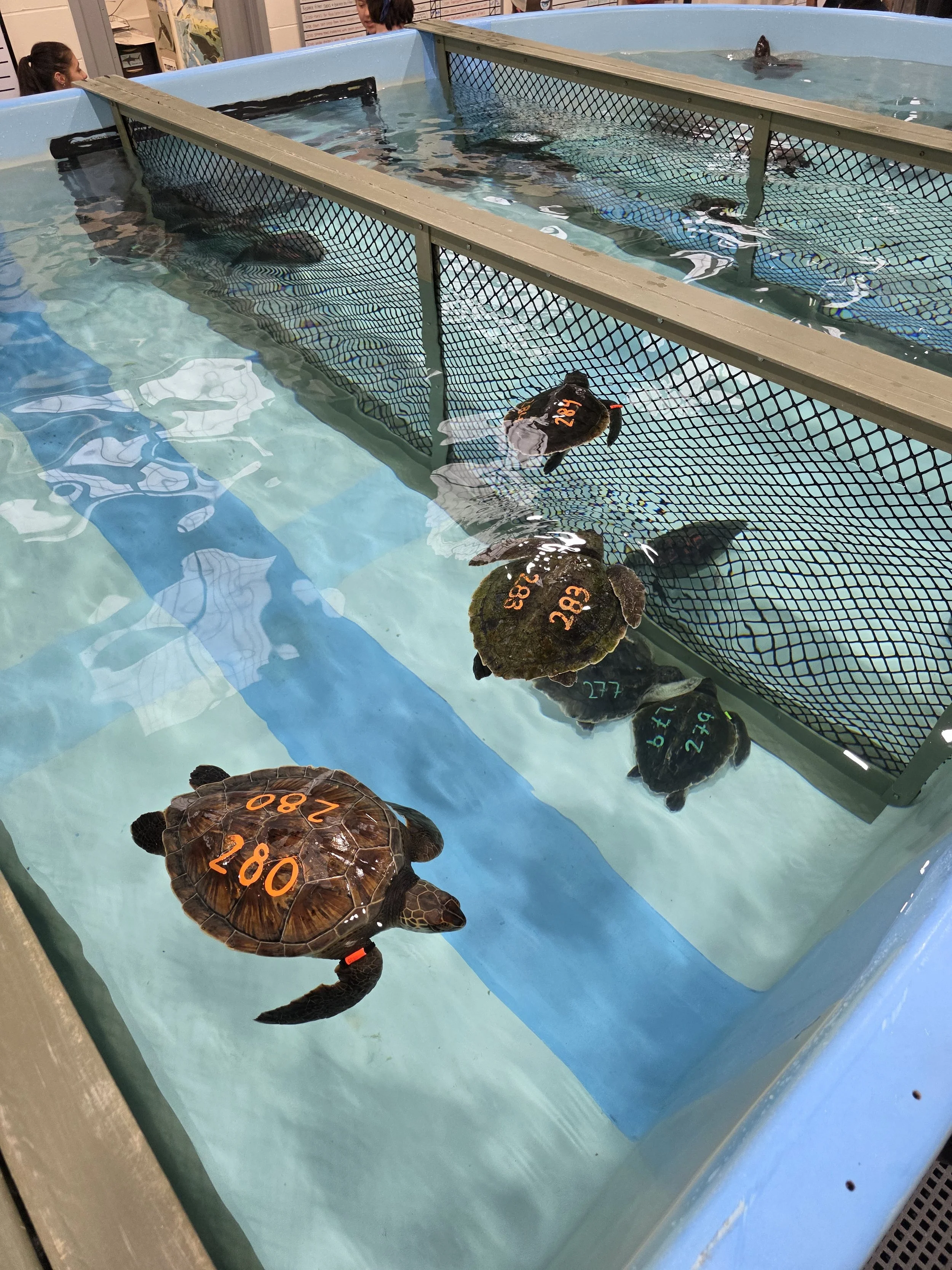 ‘Sometimes they don’t have a heartbeat’: Aquarists from The Deep visit ...