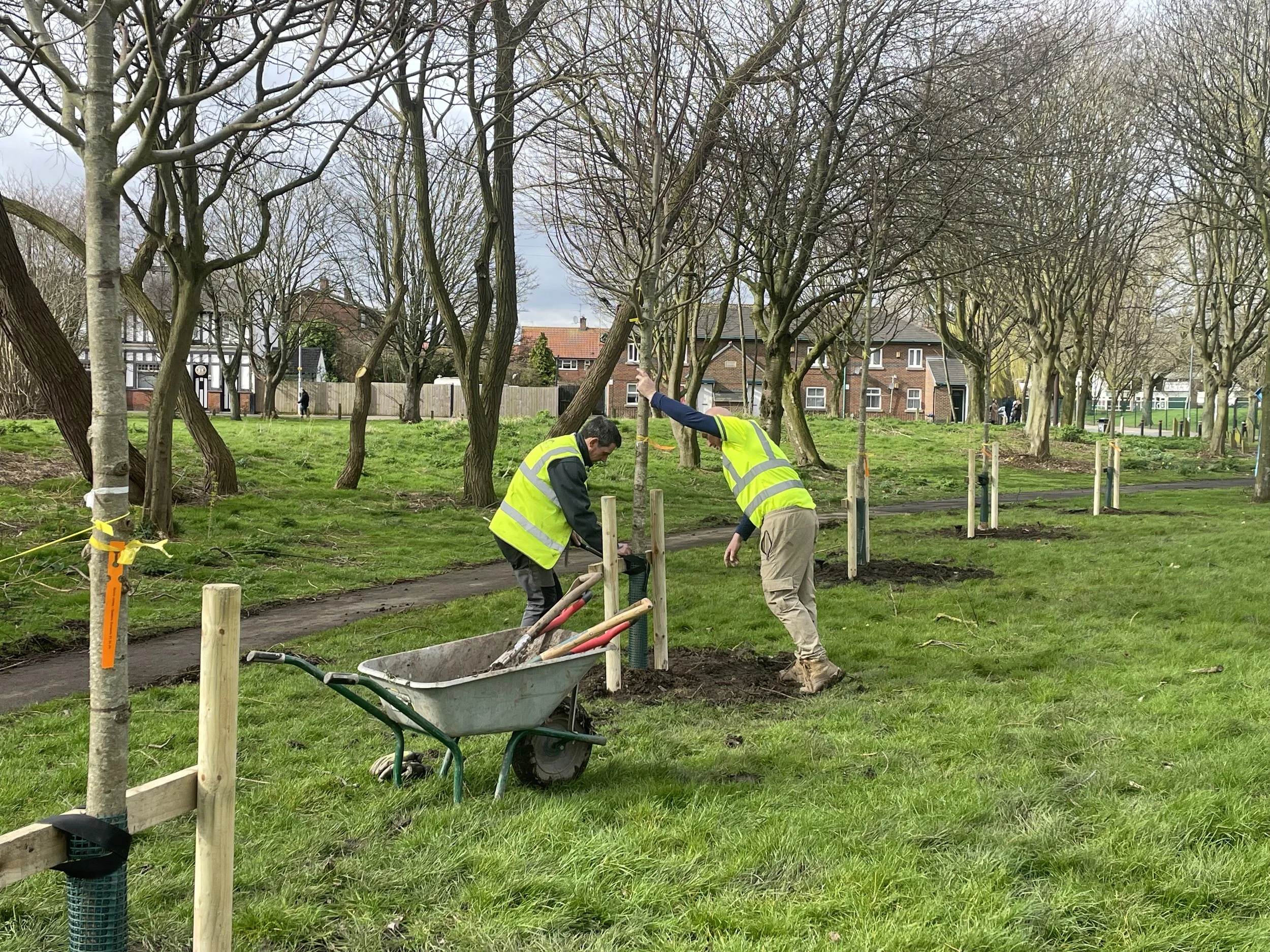 City centre tree planting gets under way — The Hull Story