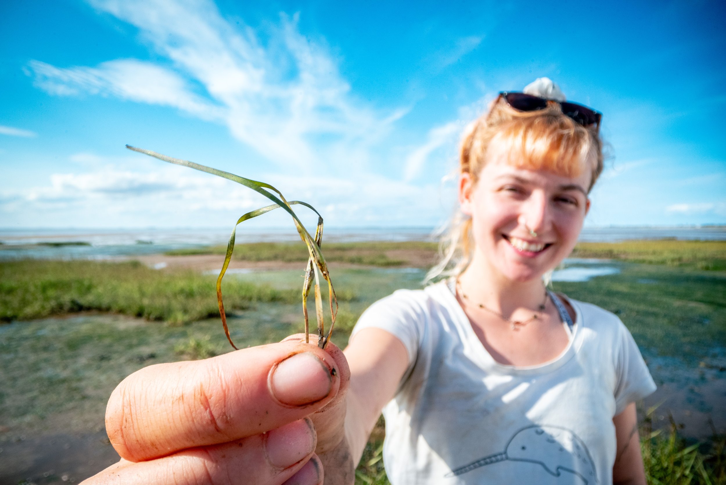 ‘Hugely encouraging’: Seagrass restoration trial hailed a success — The ...